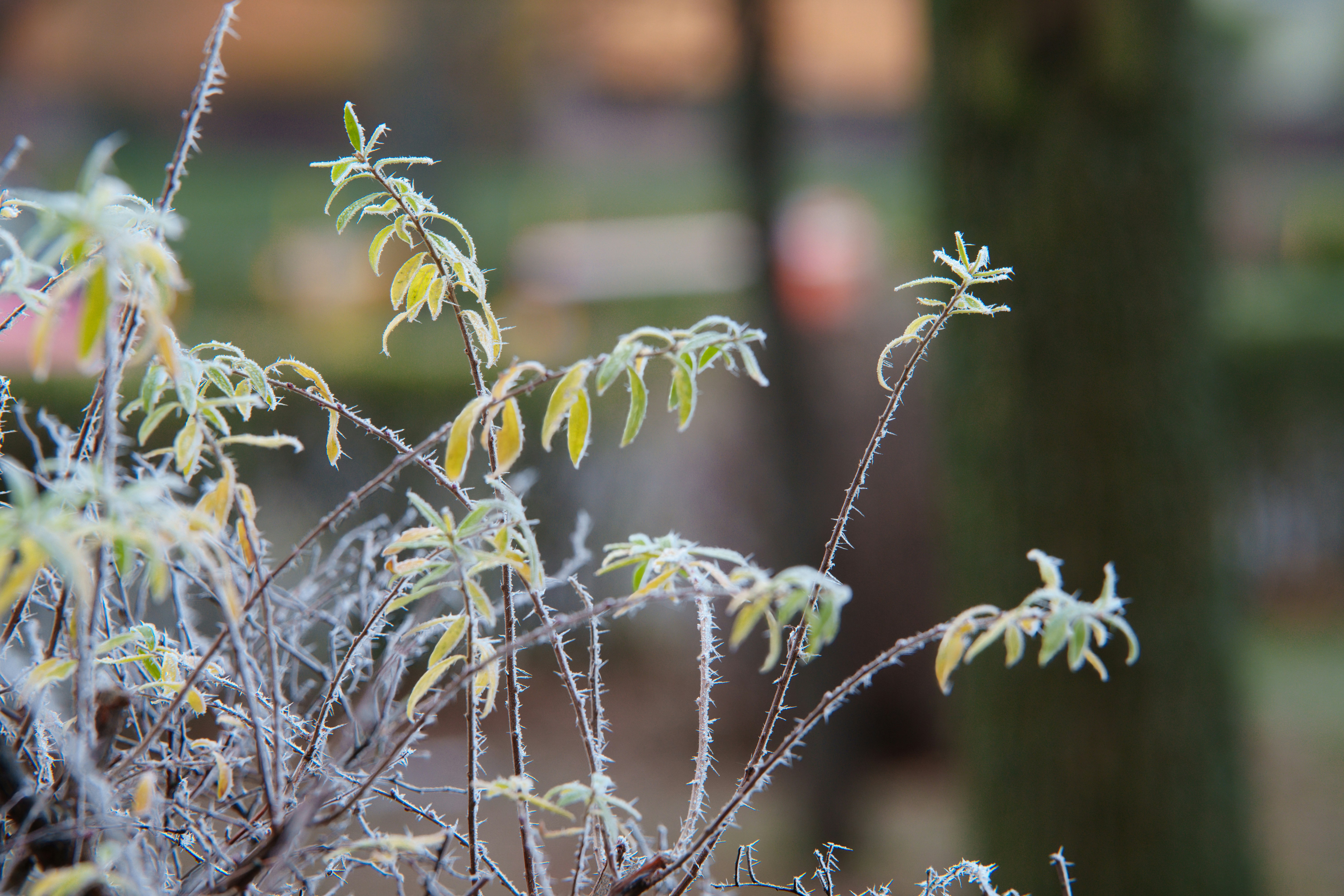 Frost-kissed Foliage: Delicate Winter Tips in Soft Focus