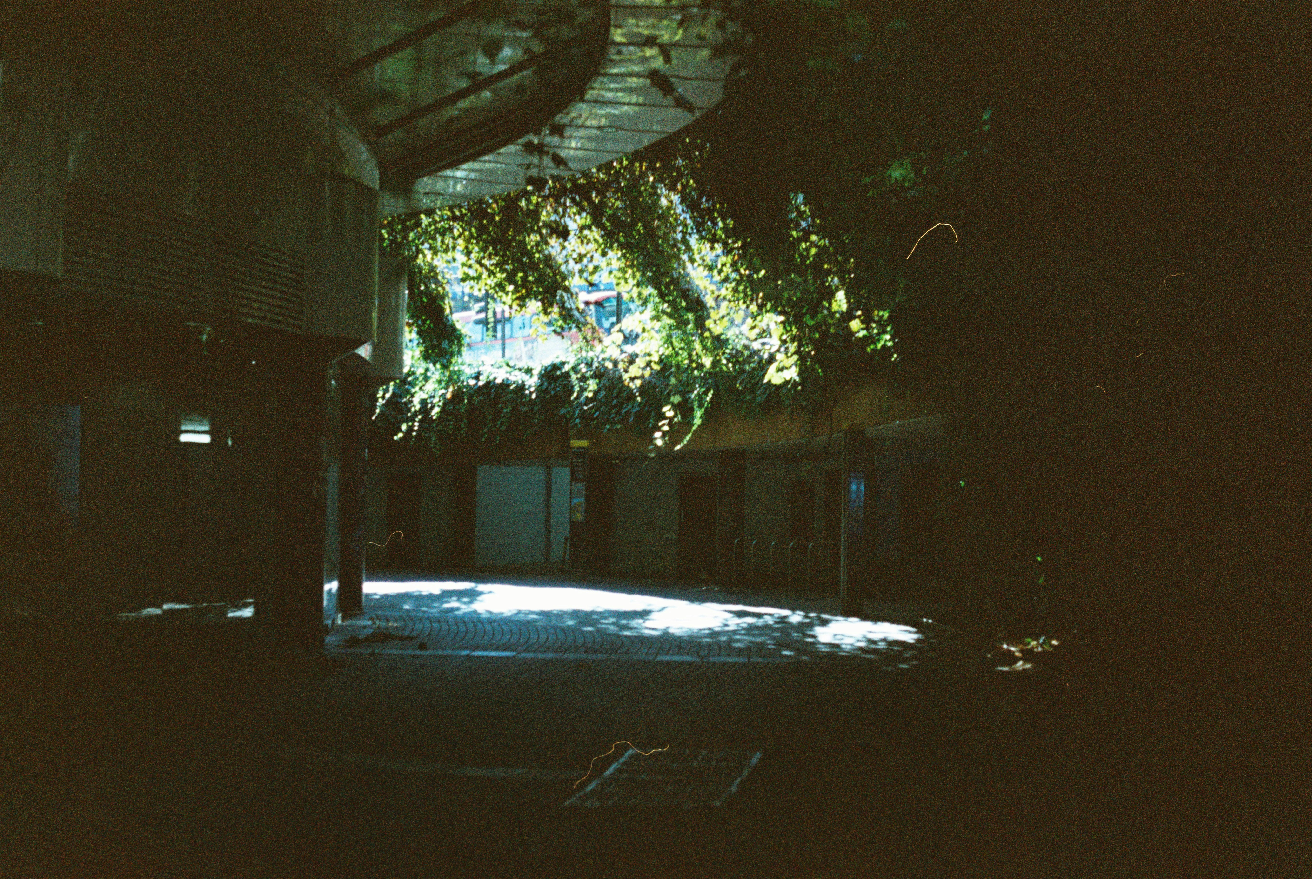 Dappled Light at the Alley Gate