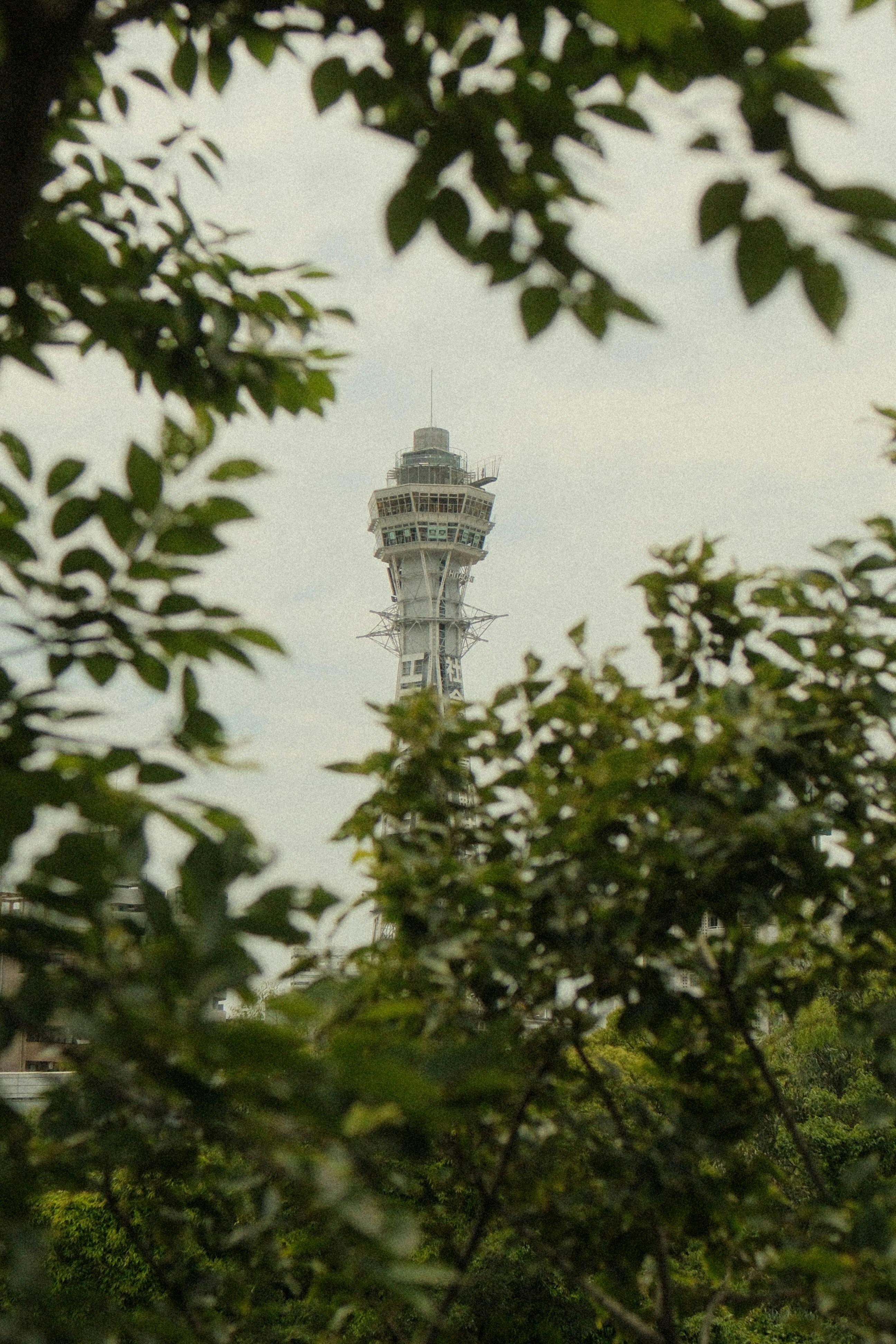 Tower Peeking Through the Canopy