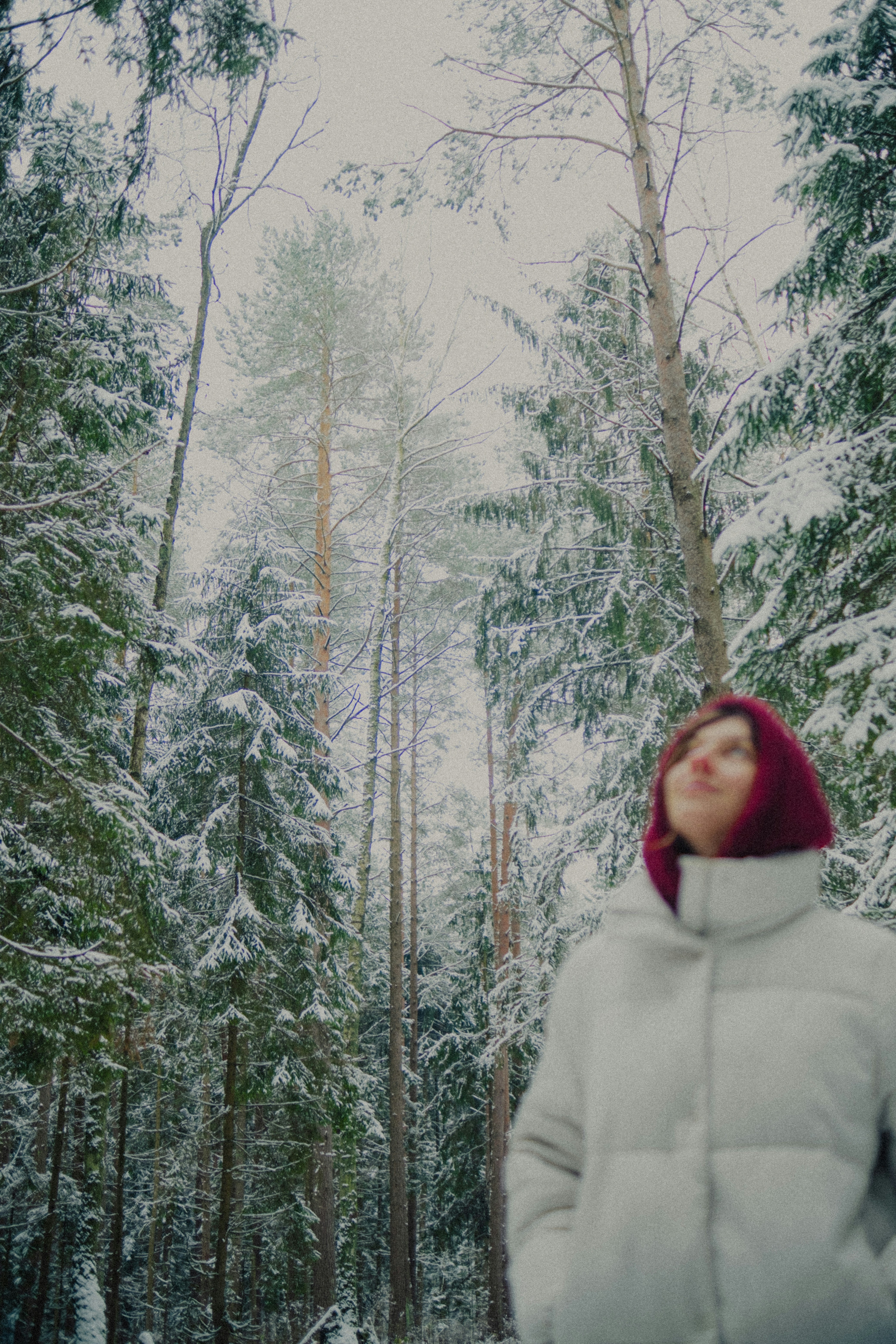 Winter Portrait in a Snow-Cloaked Forest