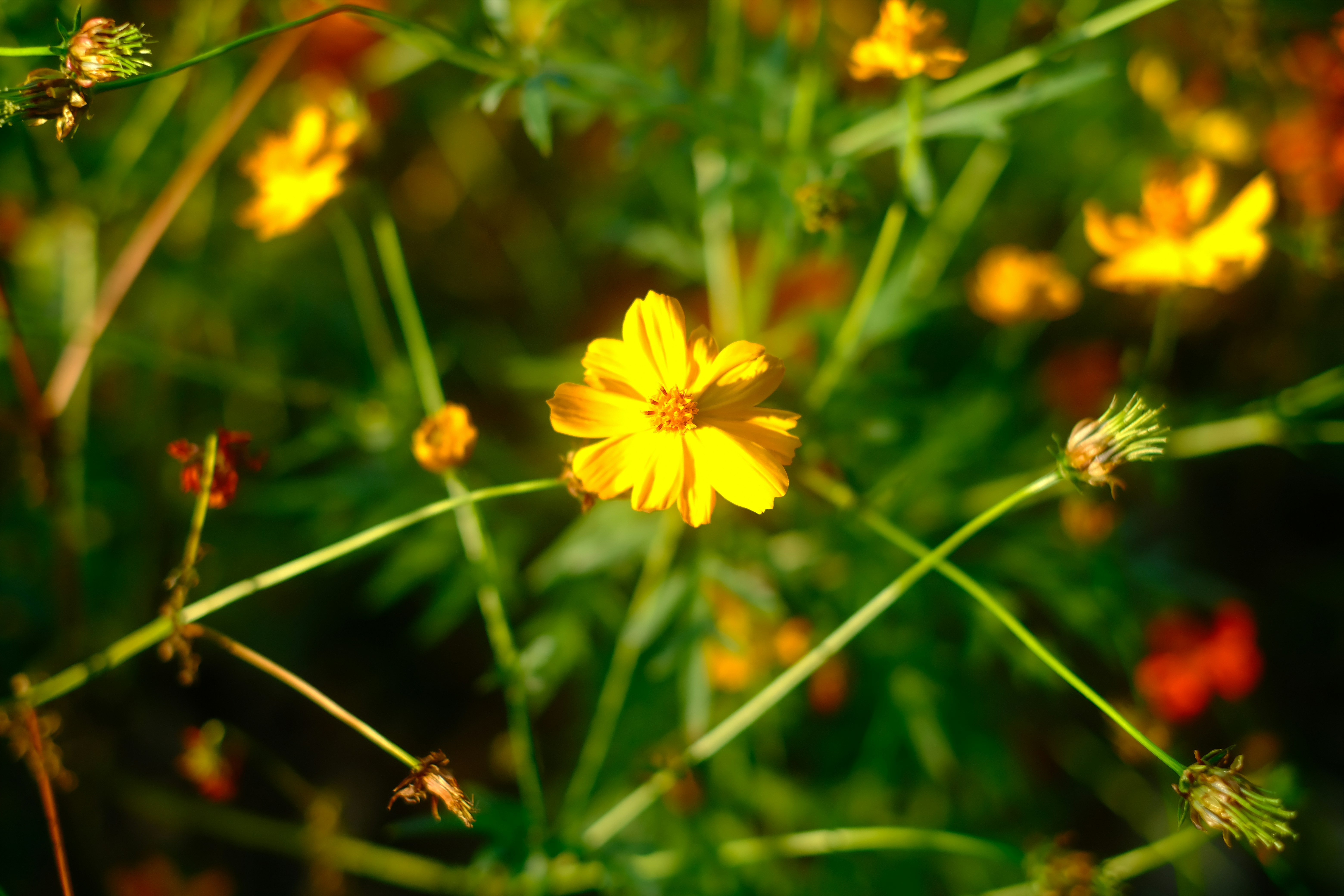 Golden Bloom Centerstage in a Web of Green