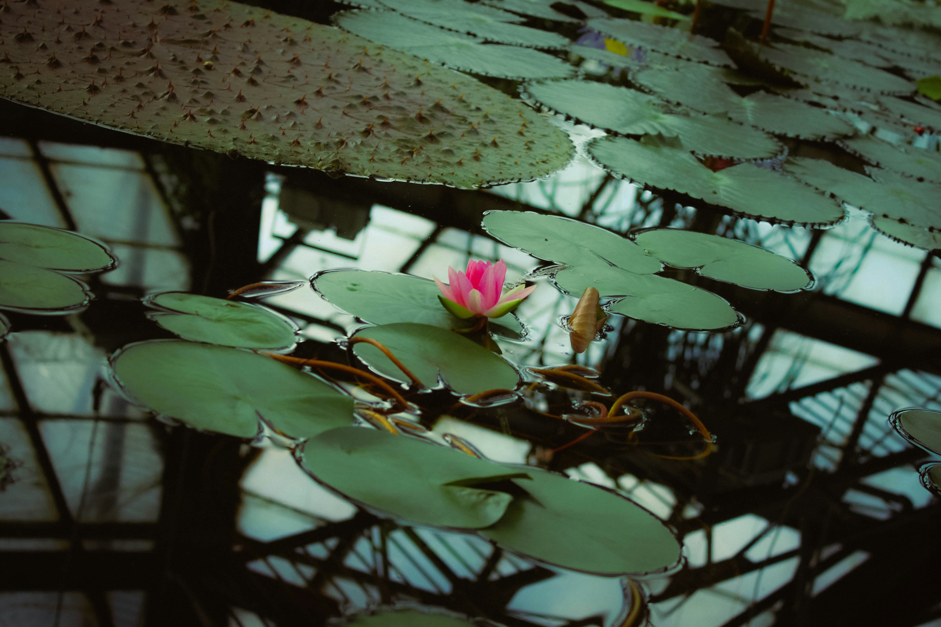 Photo by Anna Gelibterman with Canon EOS 550D