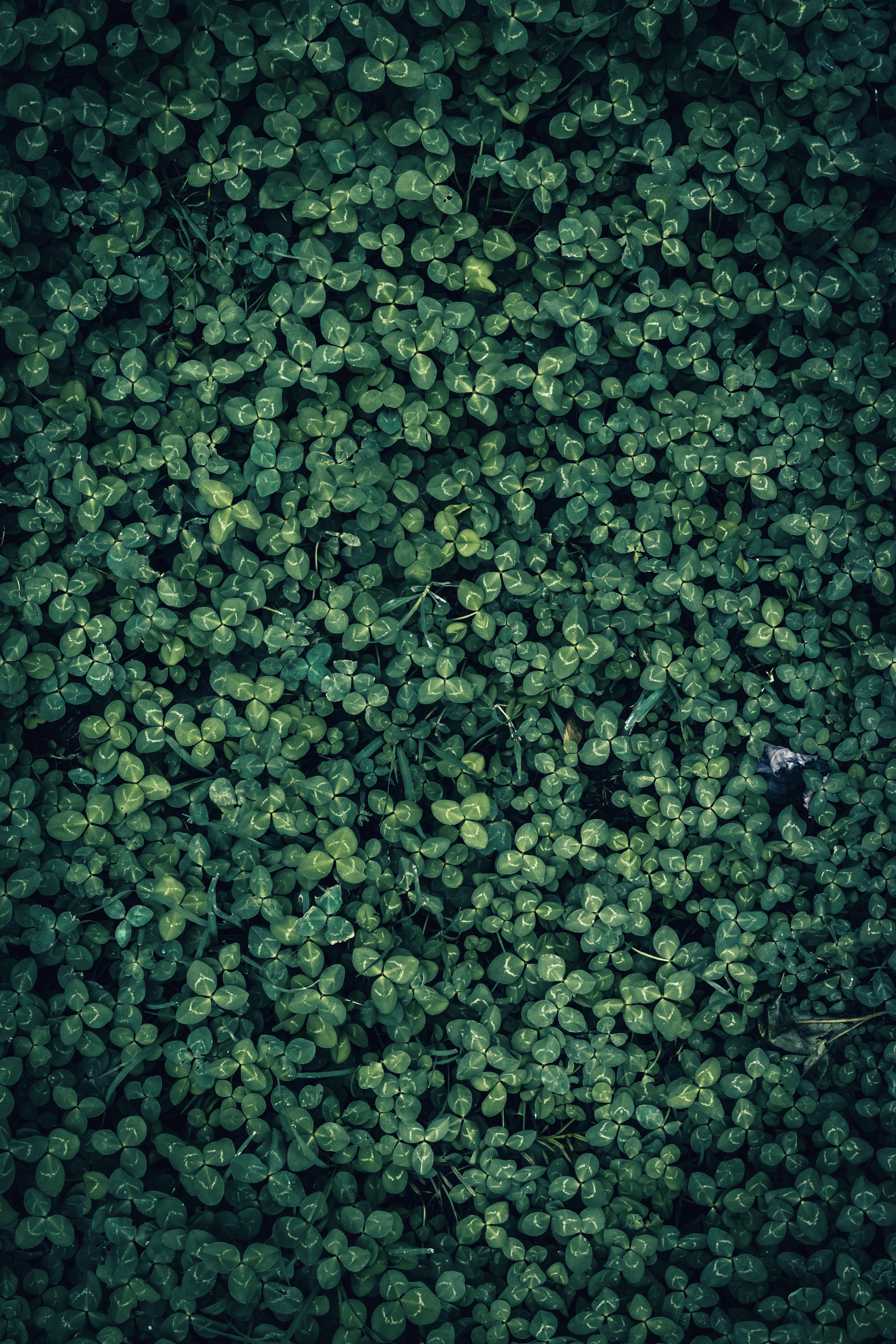 Verdant Mosaic: Dense Clover-like Foliage
