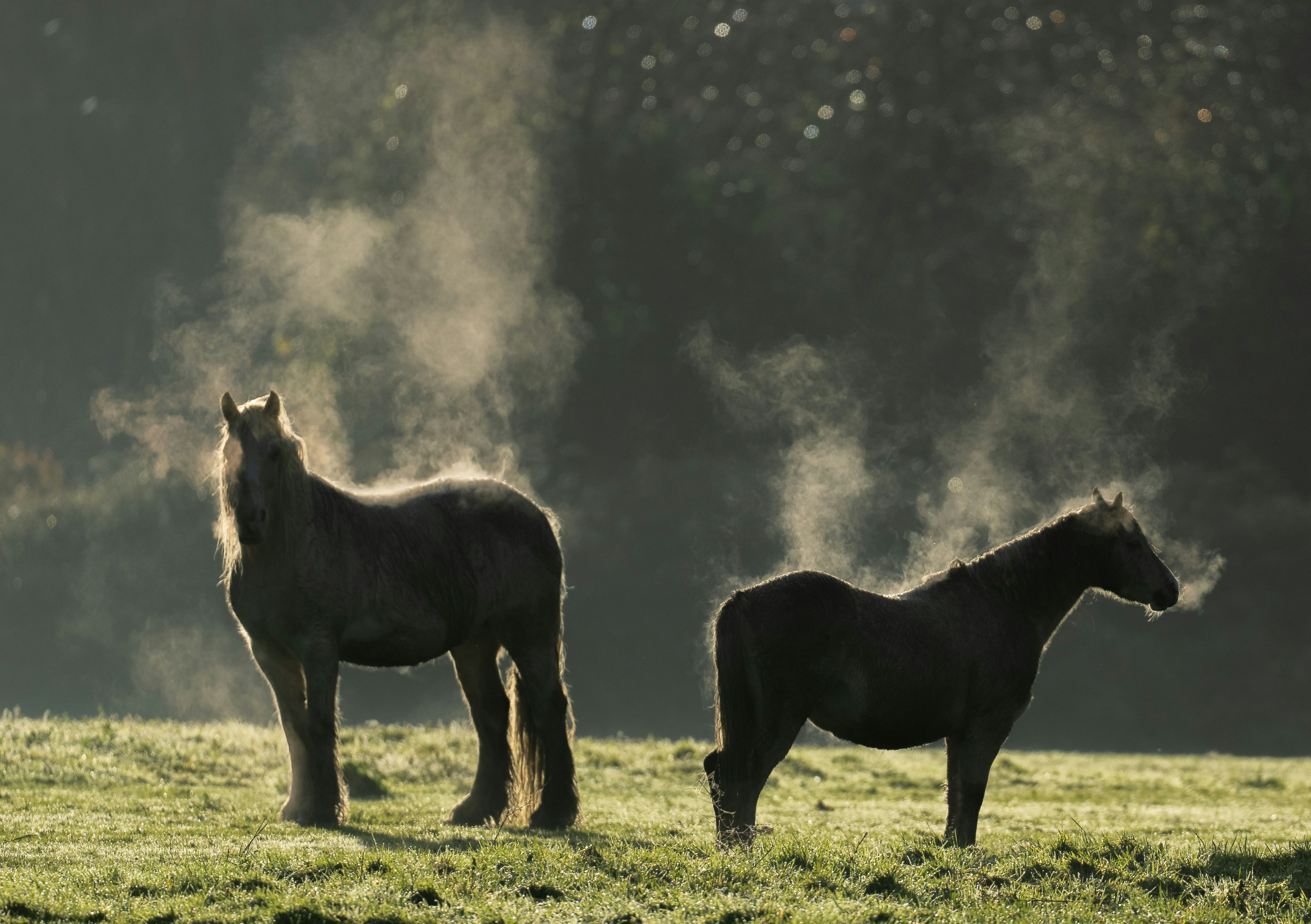 Hushed Pastures: Two Horses Shrouded in Morning Steam