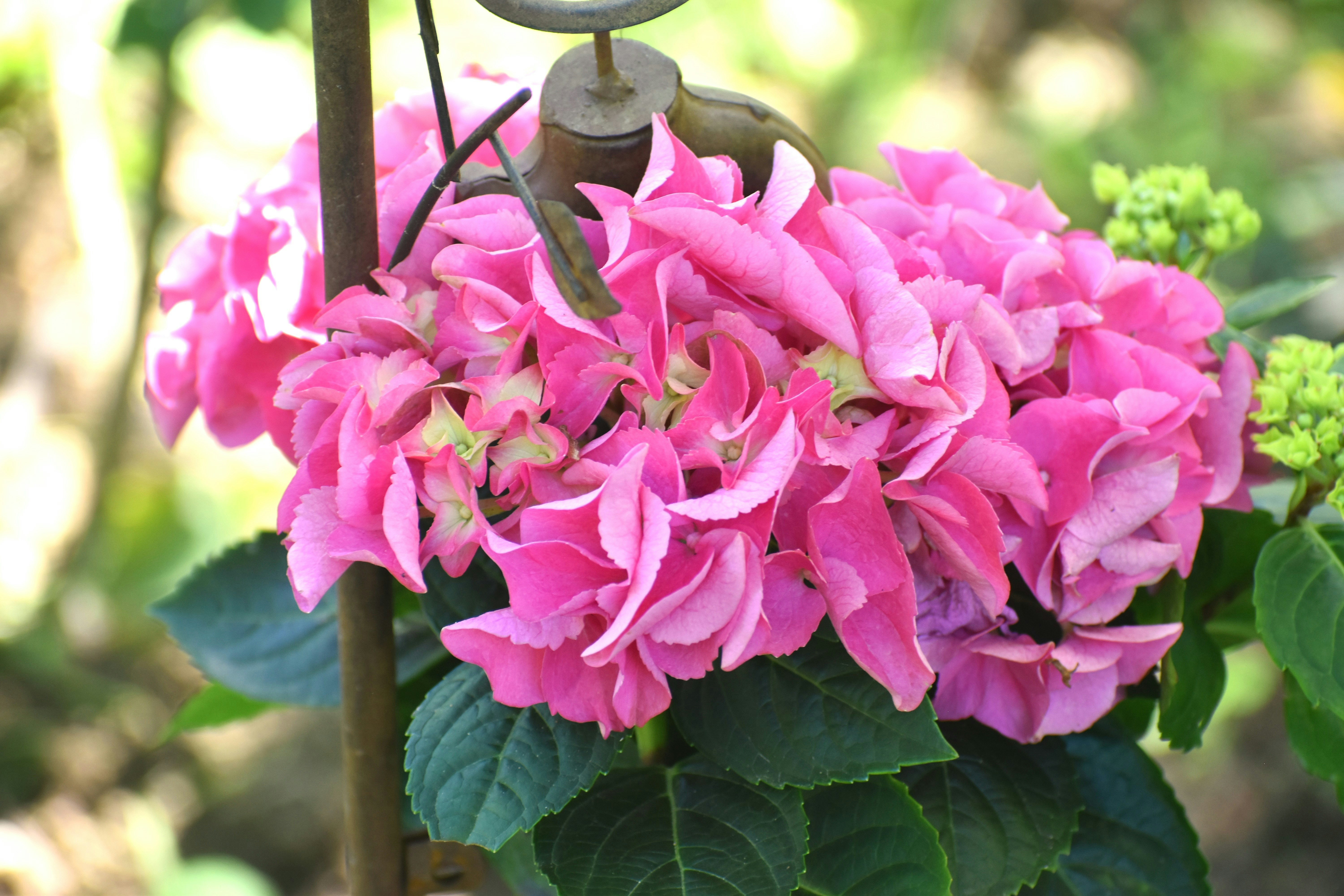 Pink Hortensia