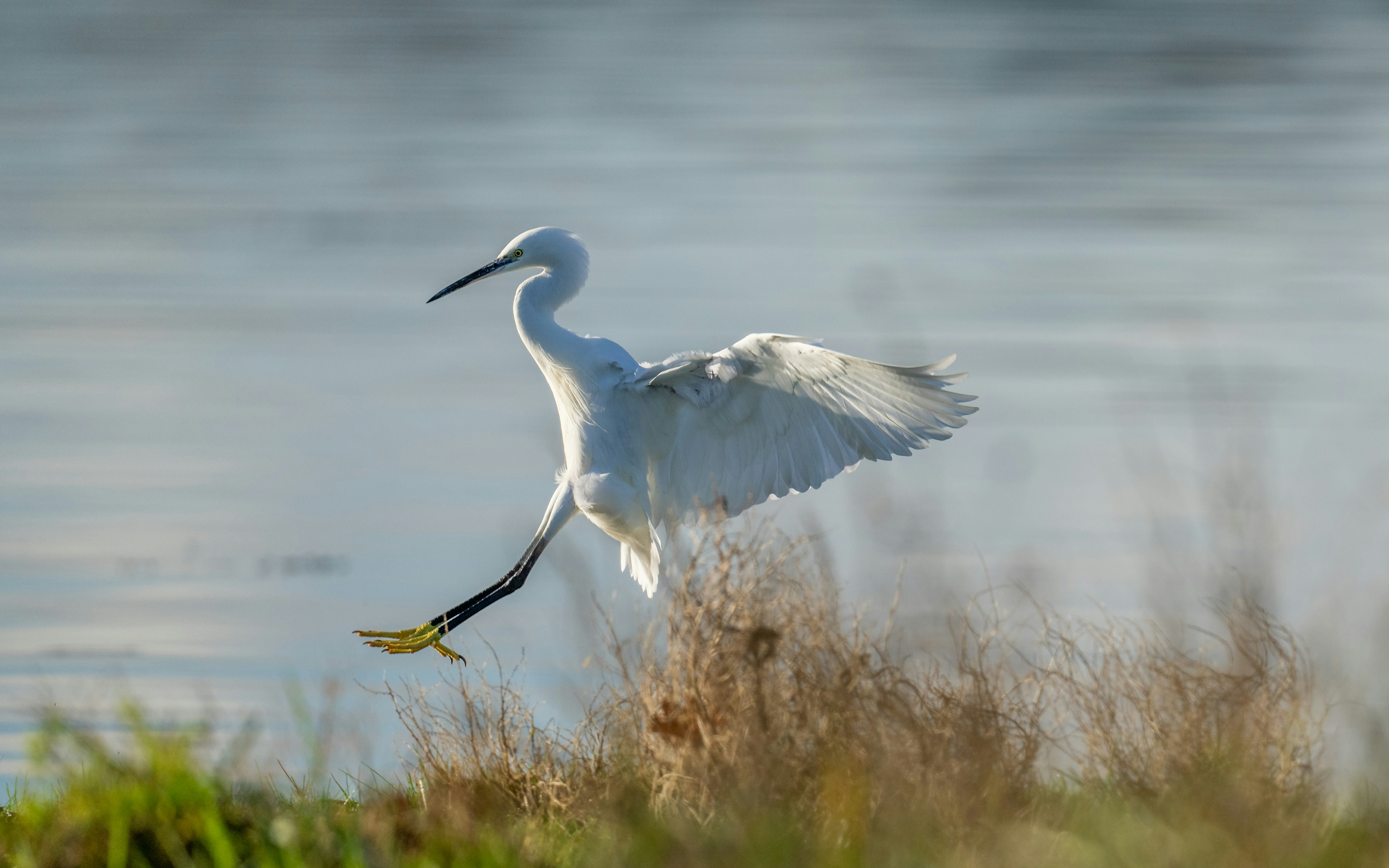 Photo by Bob Brewer with Sony Alpha 1