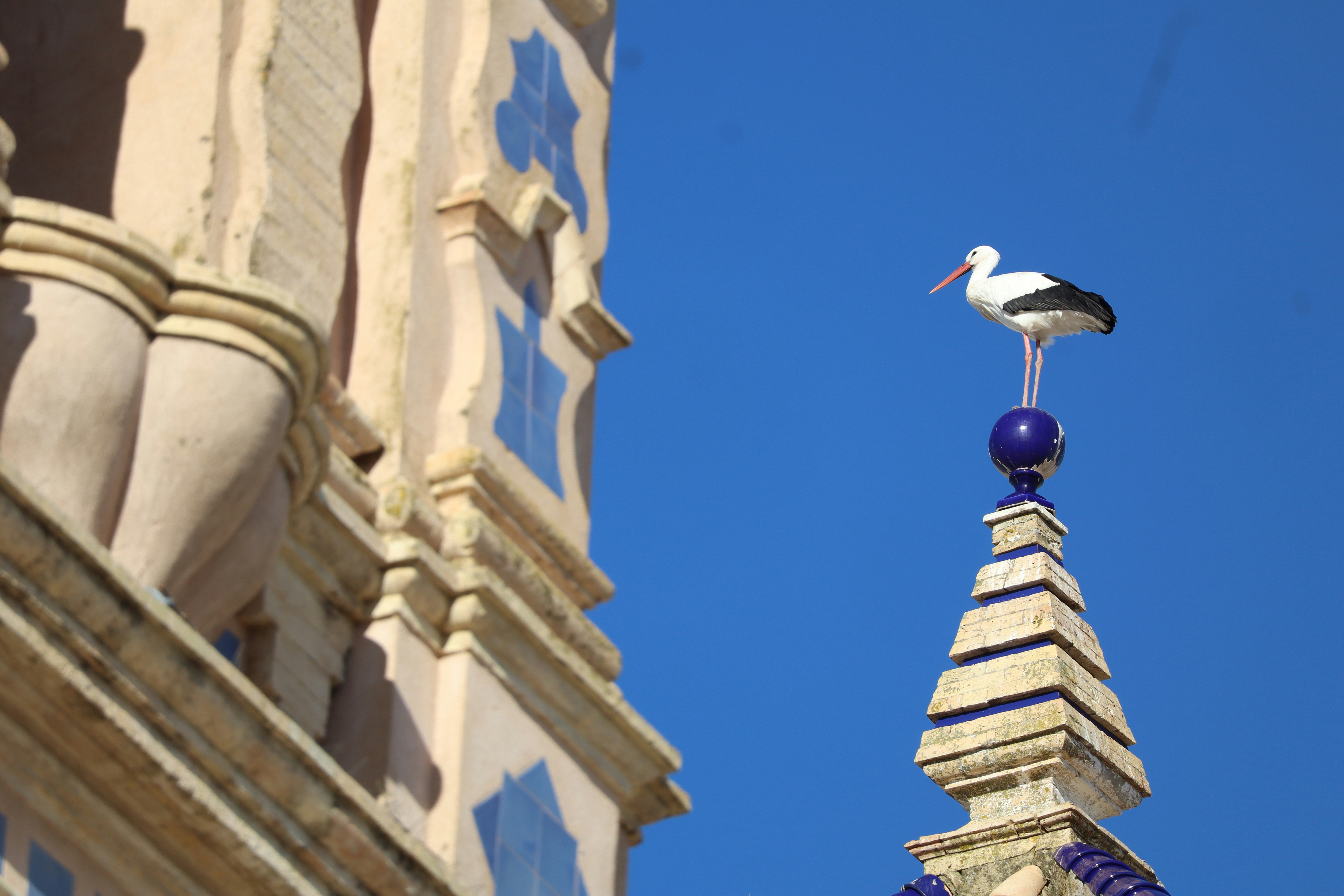 Stork Sentinel on a Victorian Spire Against a Cerulean Sky