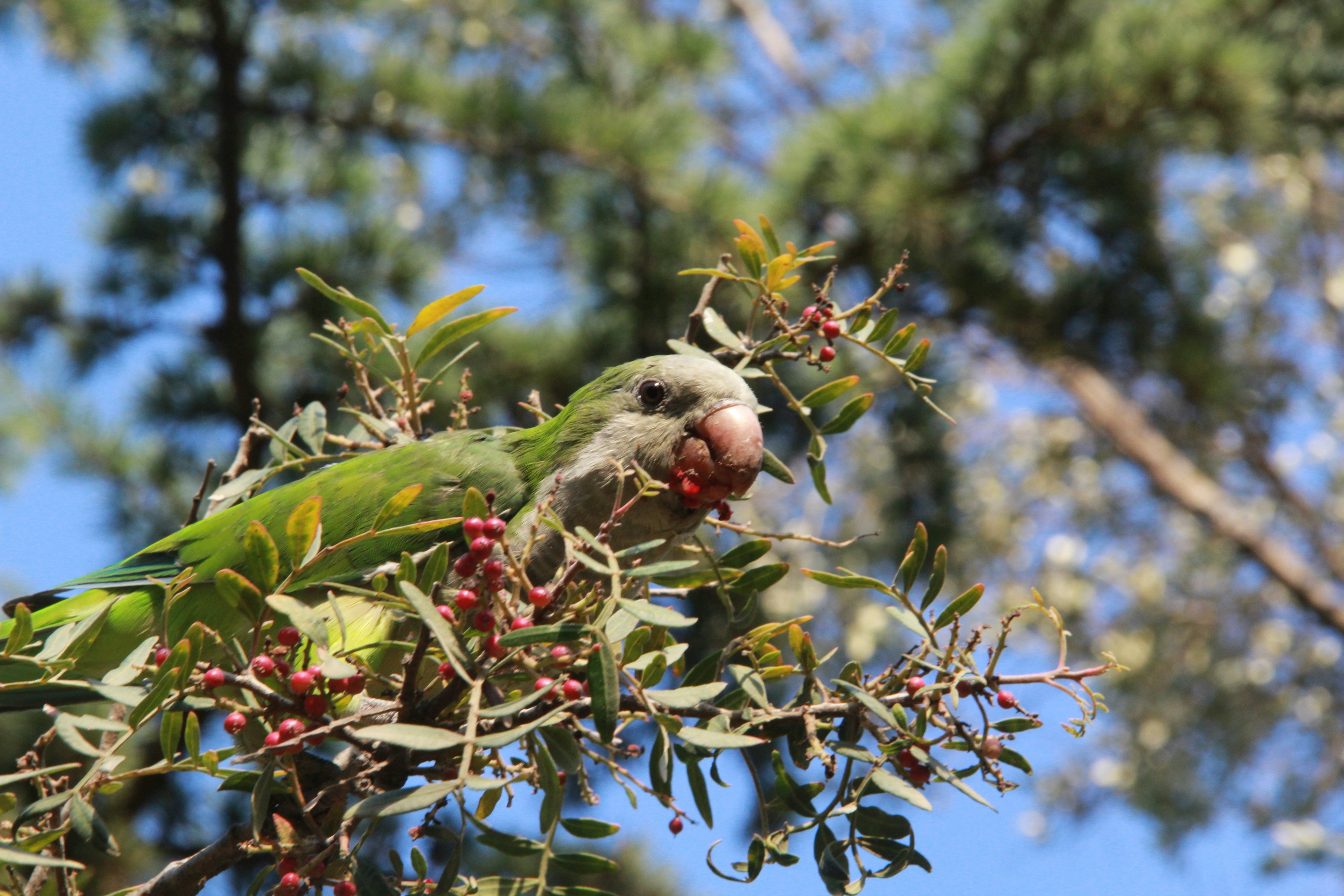 Crimson Beak among Berry-Laden Branches