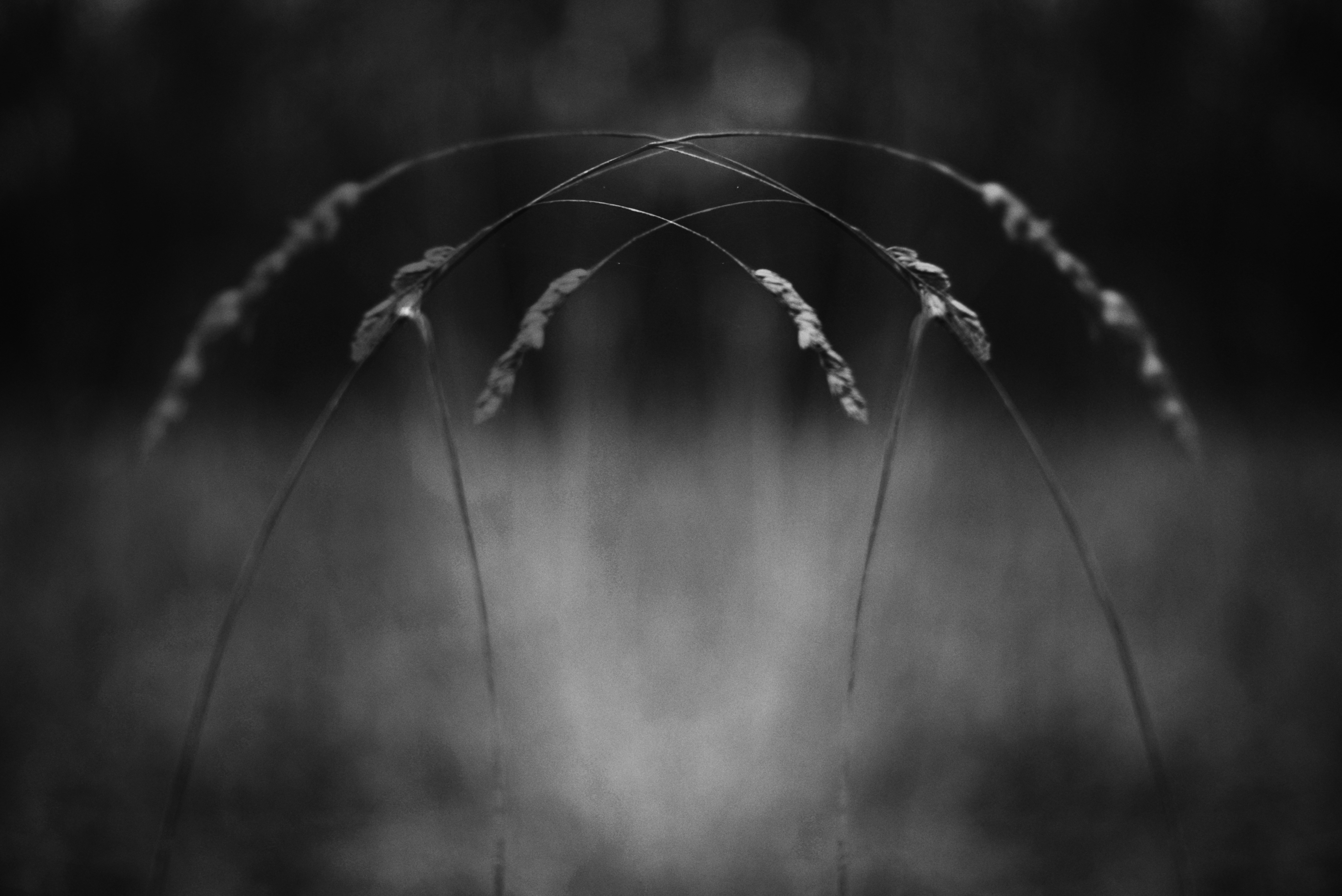 Arc of Grass: A Quiet Bend Across the Field