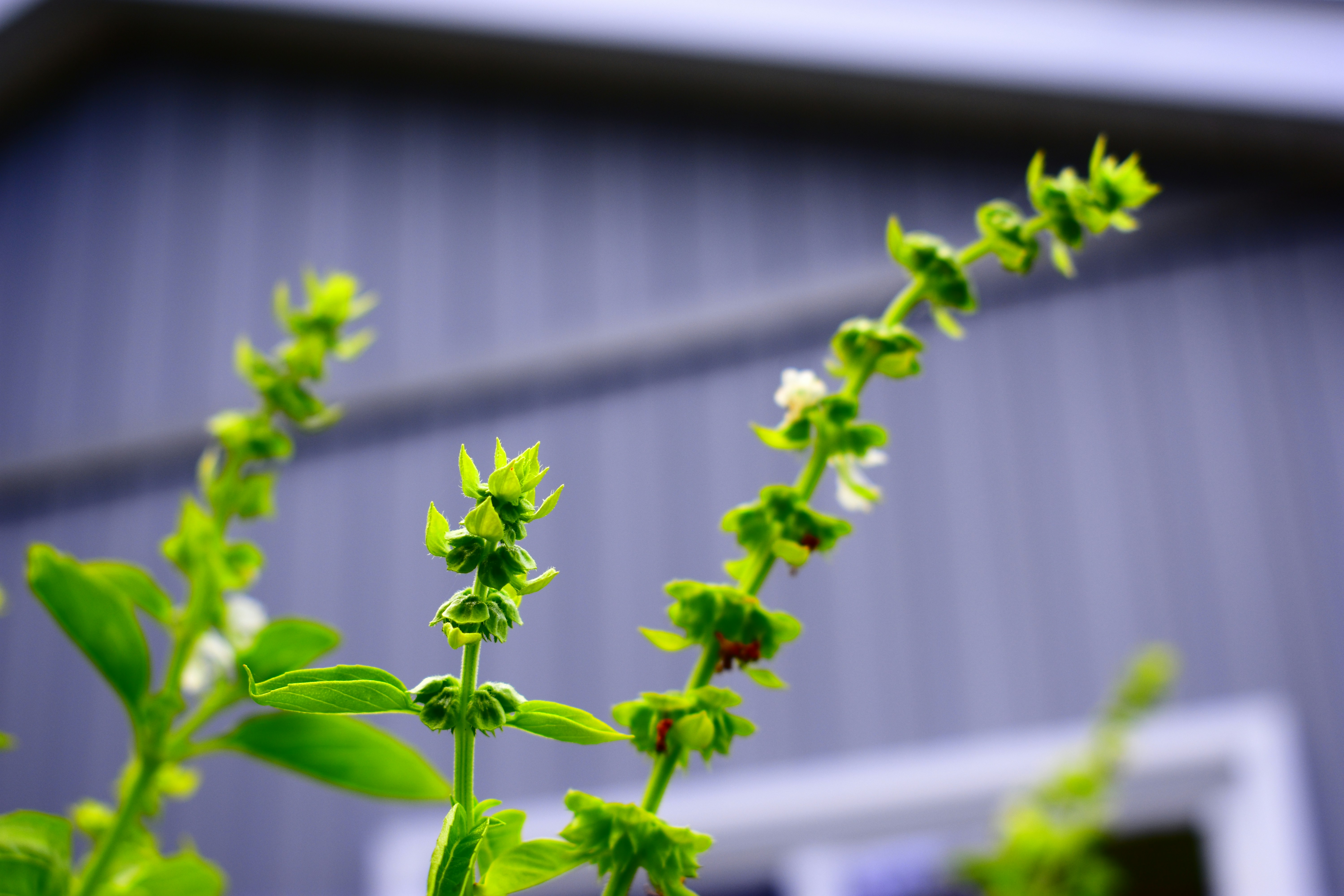 Photo by Ambuj Laroiya with Nikon D3400