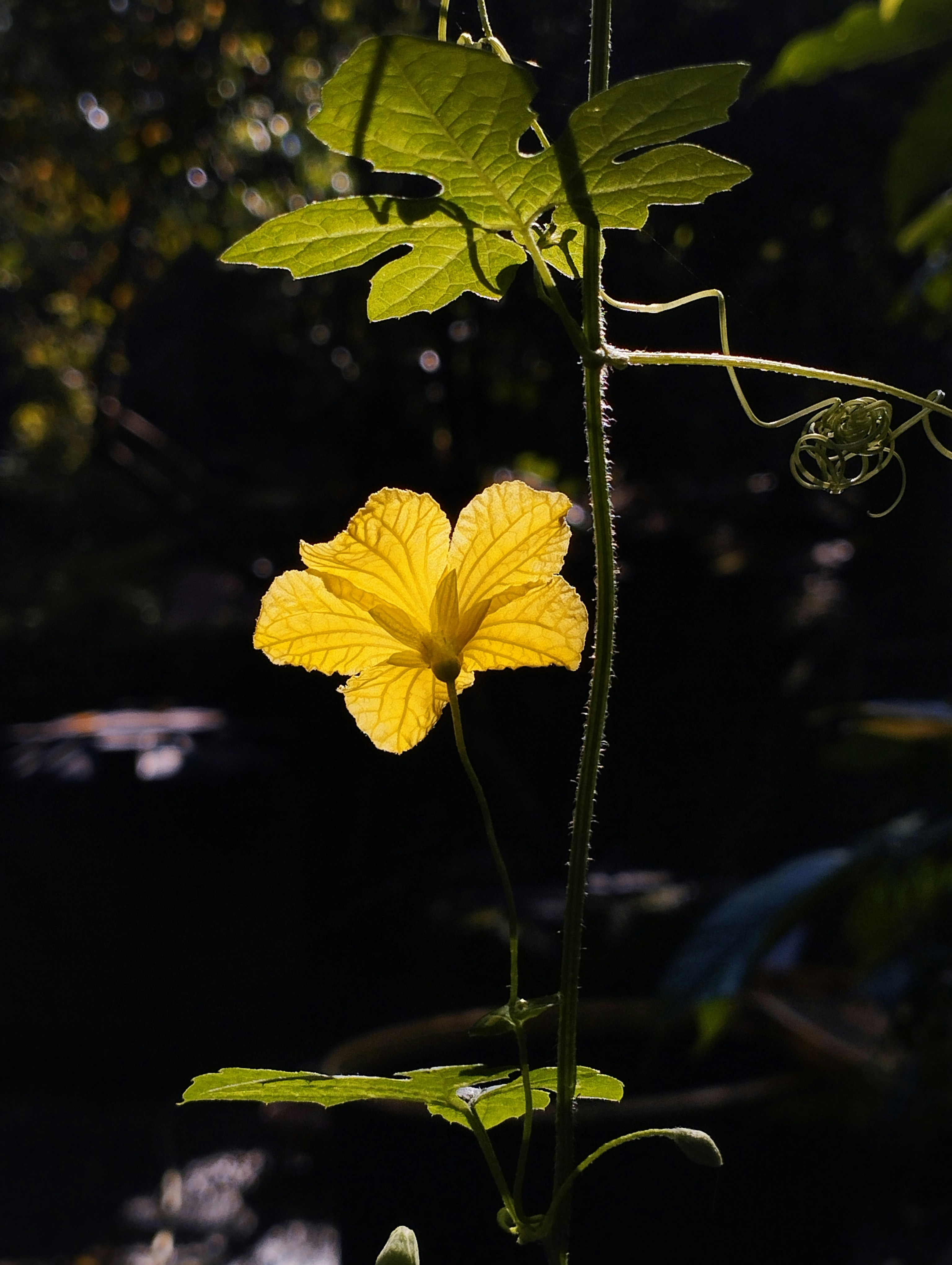 A delicate yellow flower blooms on a vine.