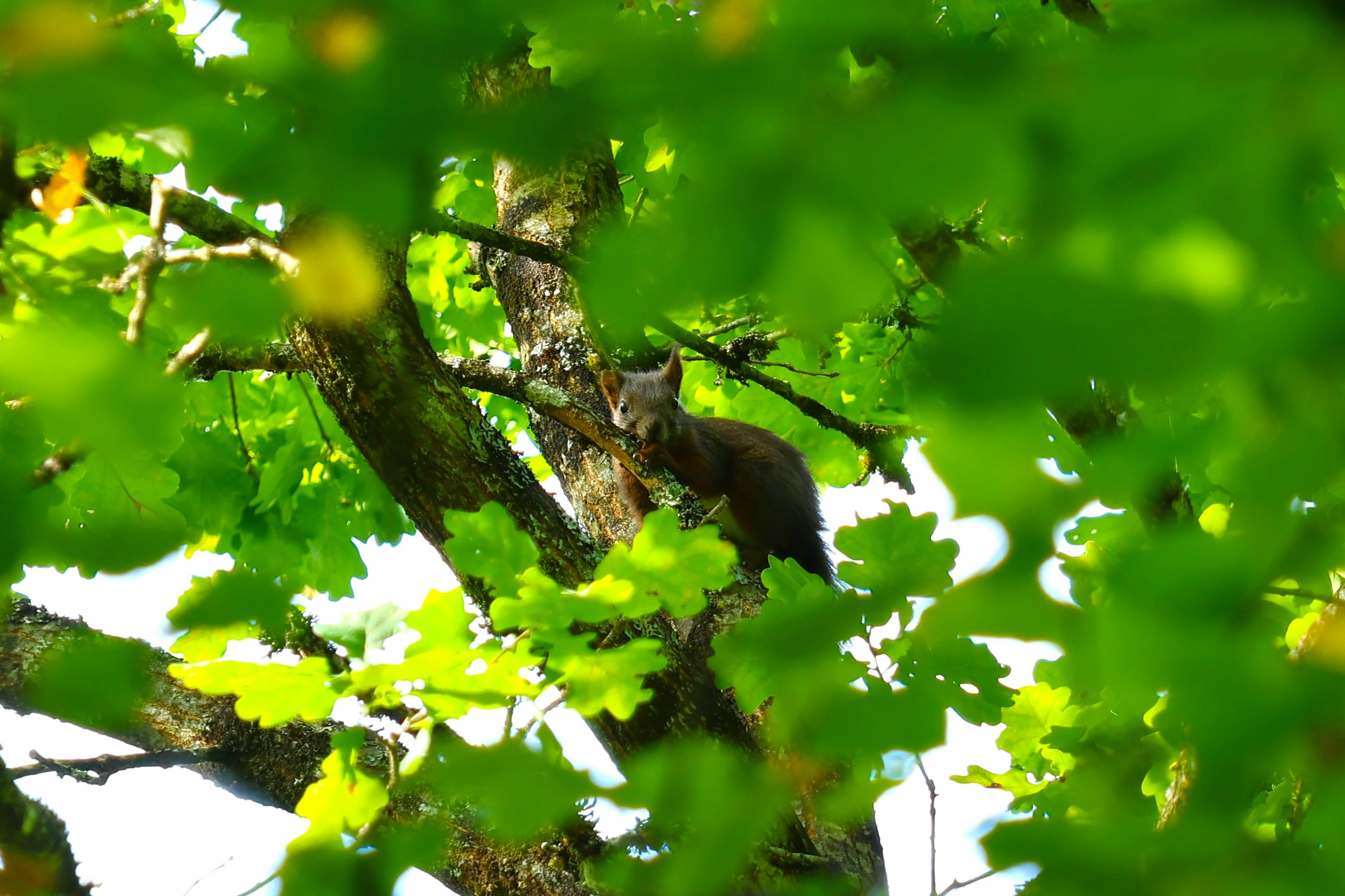 Low-Cavored Squirrel Amid Leafy Canopy