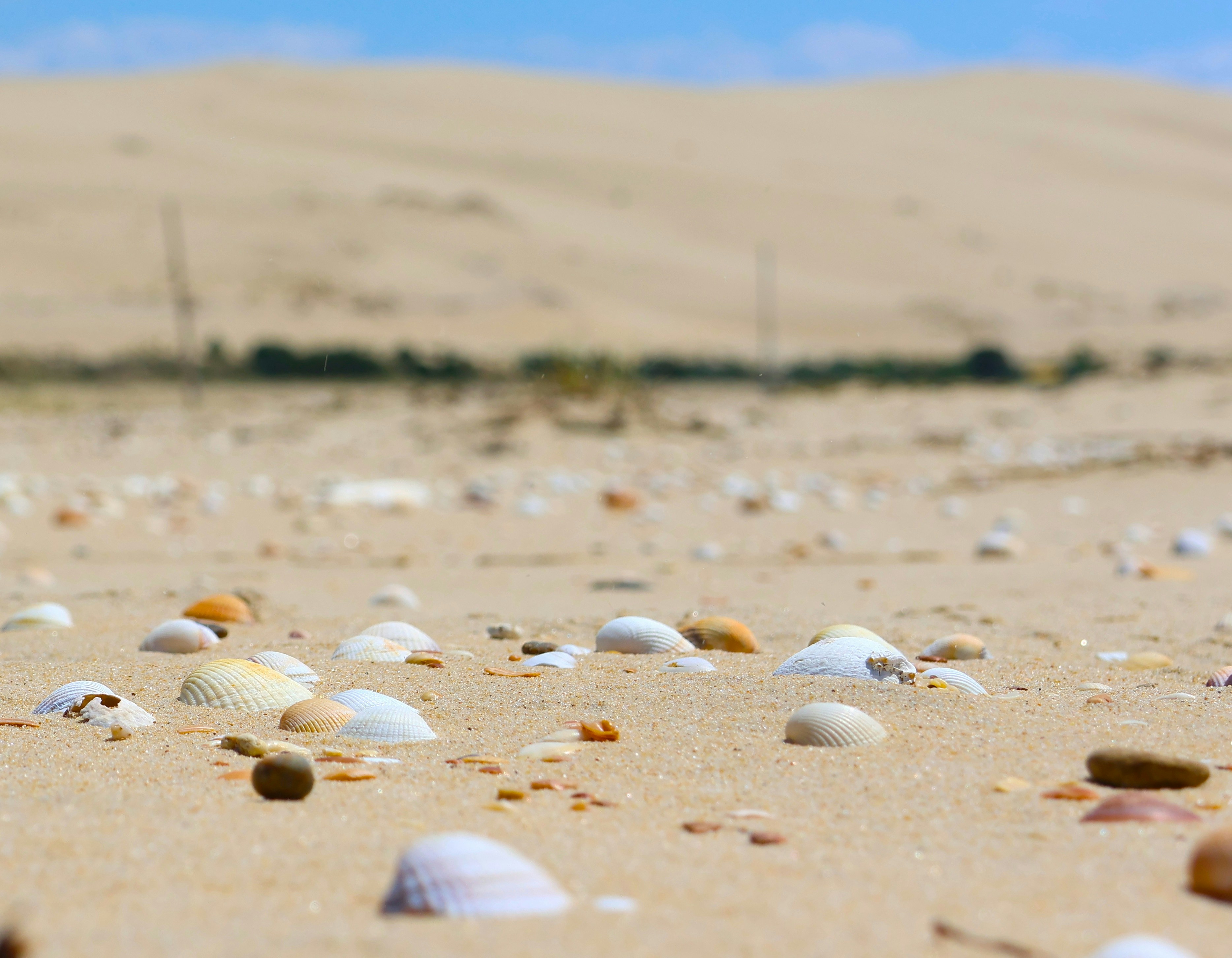 Shells on the Quiet Shore: A Beach Study in Receding Dunes