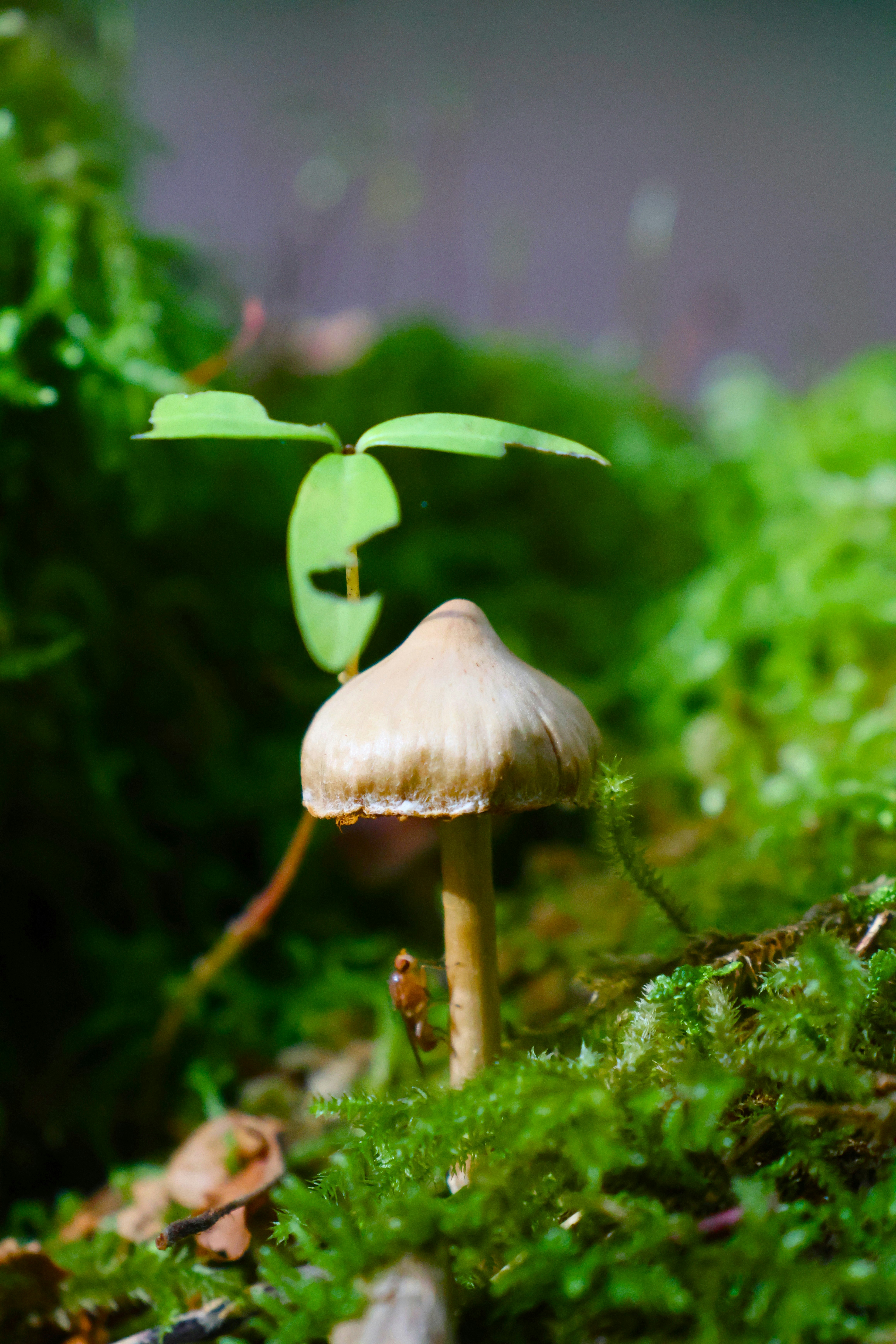 Mushroom Sentinel Amid Mossy Green