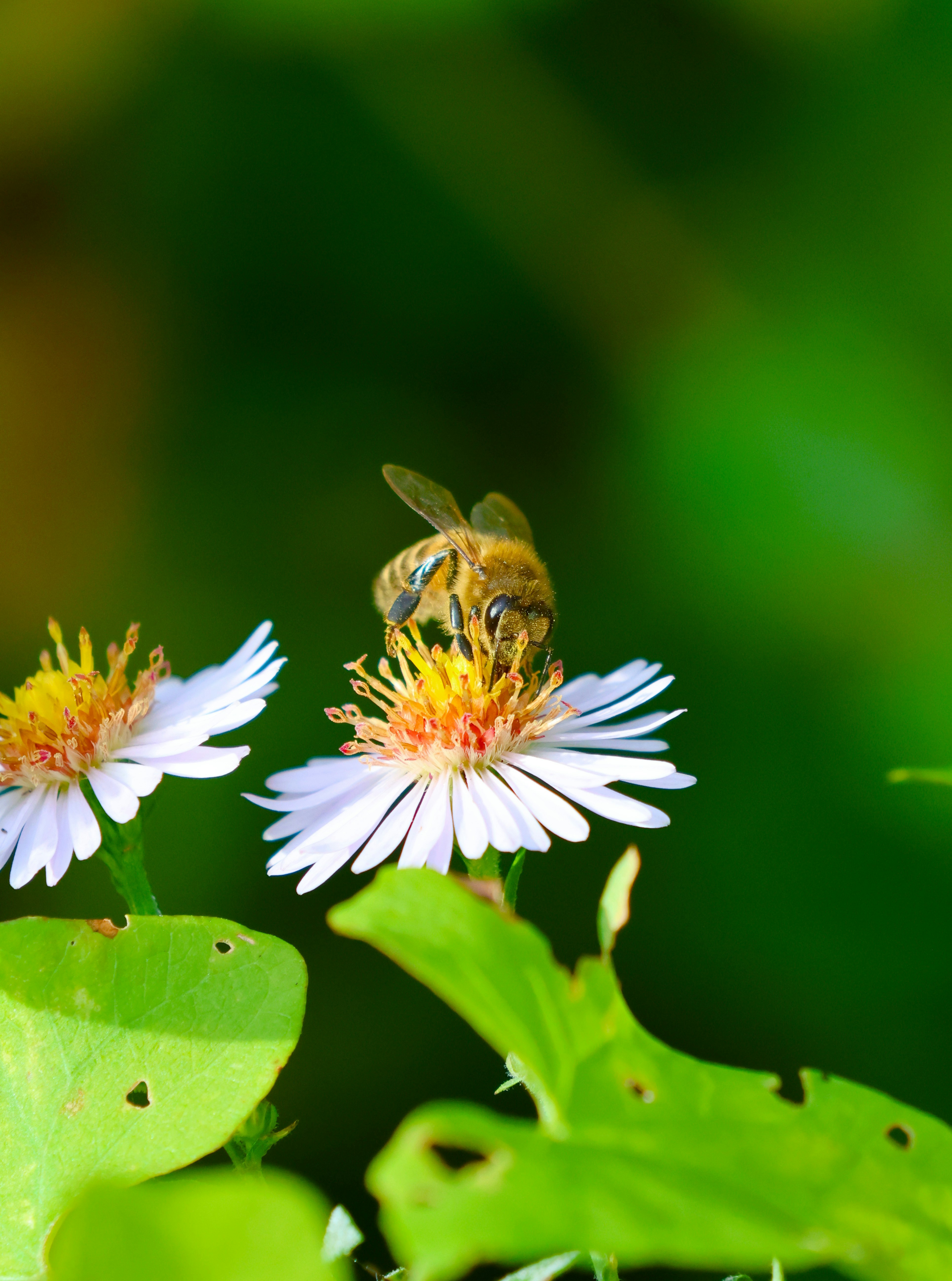 Photo by Damien Reviron with Canon EOS R7