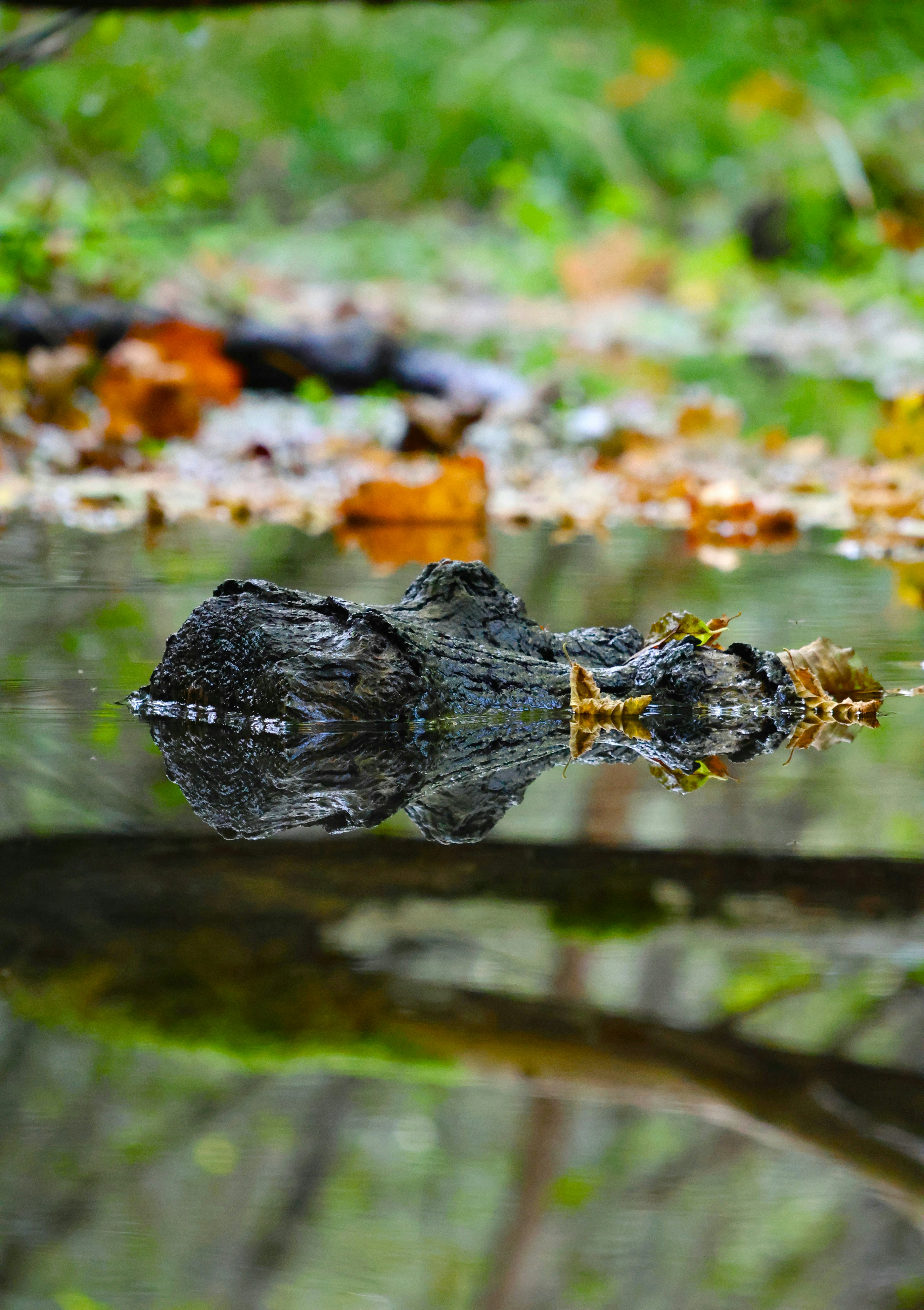Stone Stalker in Quiet Ripples