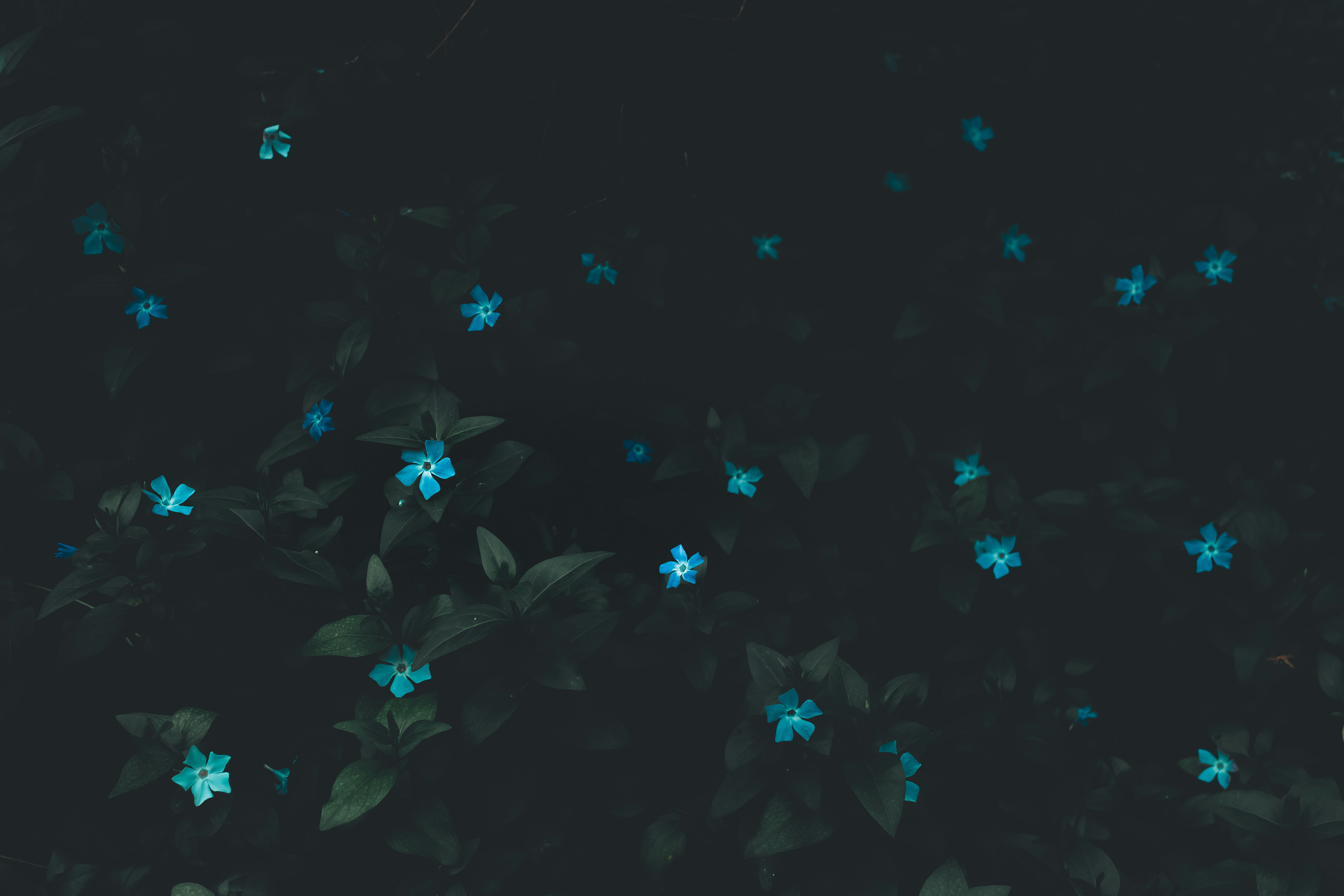 Blue starflowers in the dim undergrowth