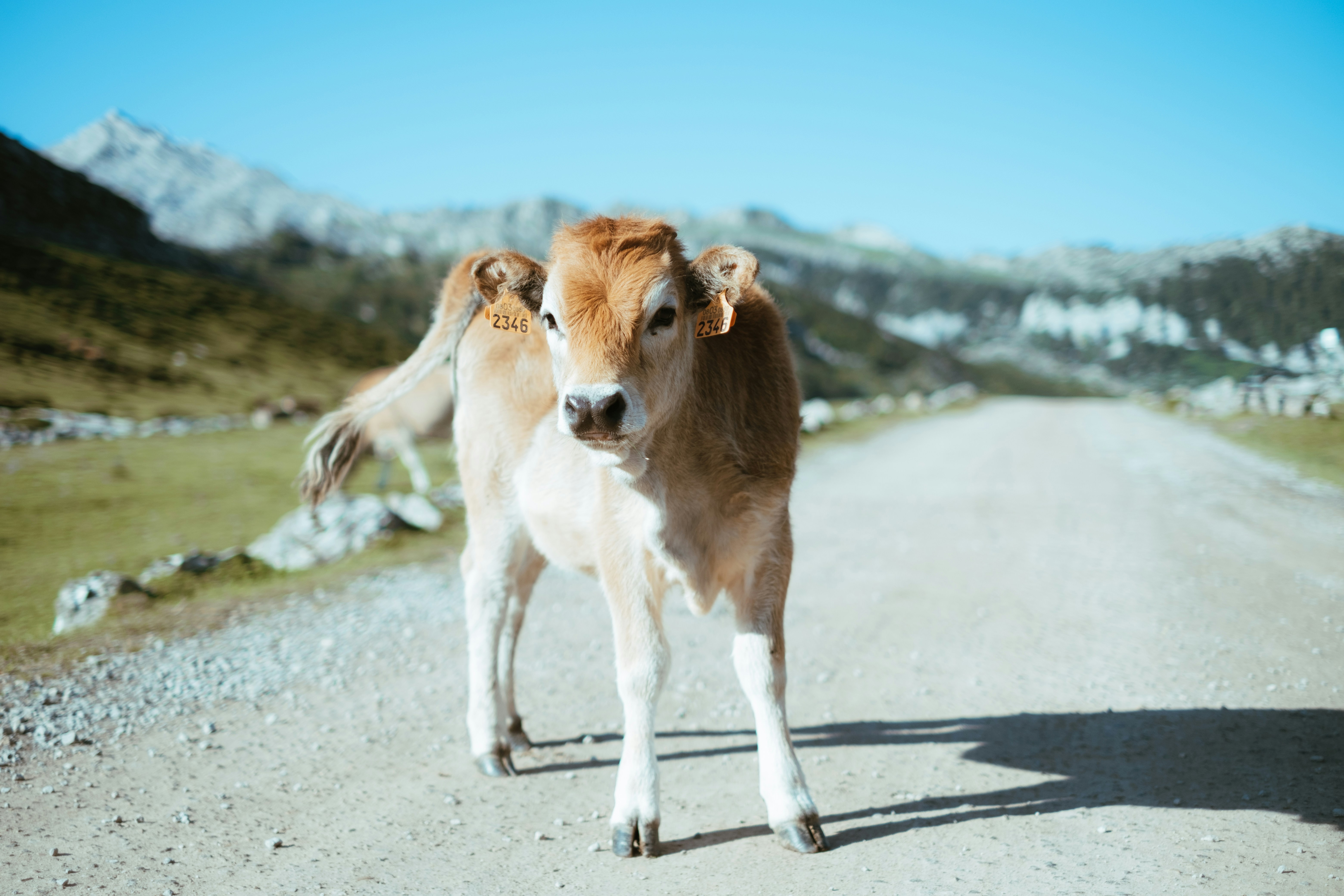 Roadside Visitor: A Curious Cow On a Mountain Pass