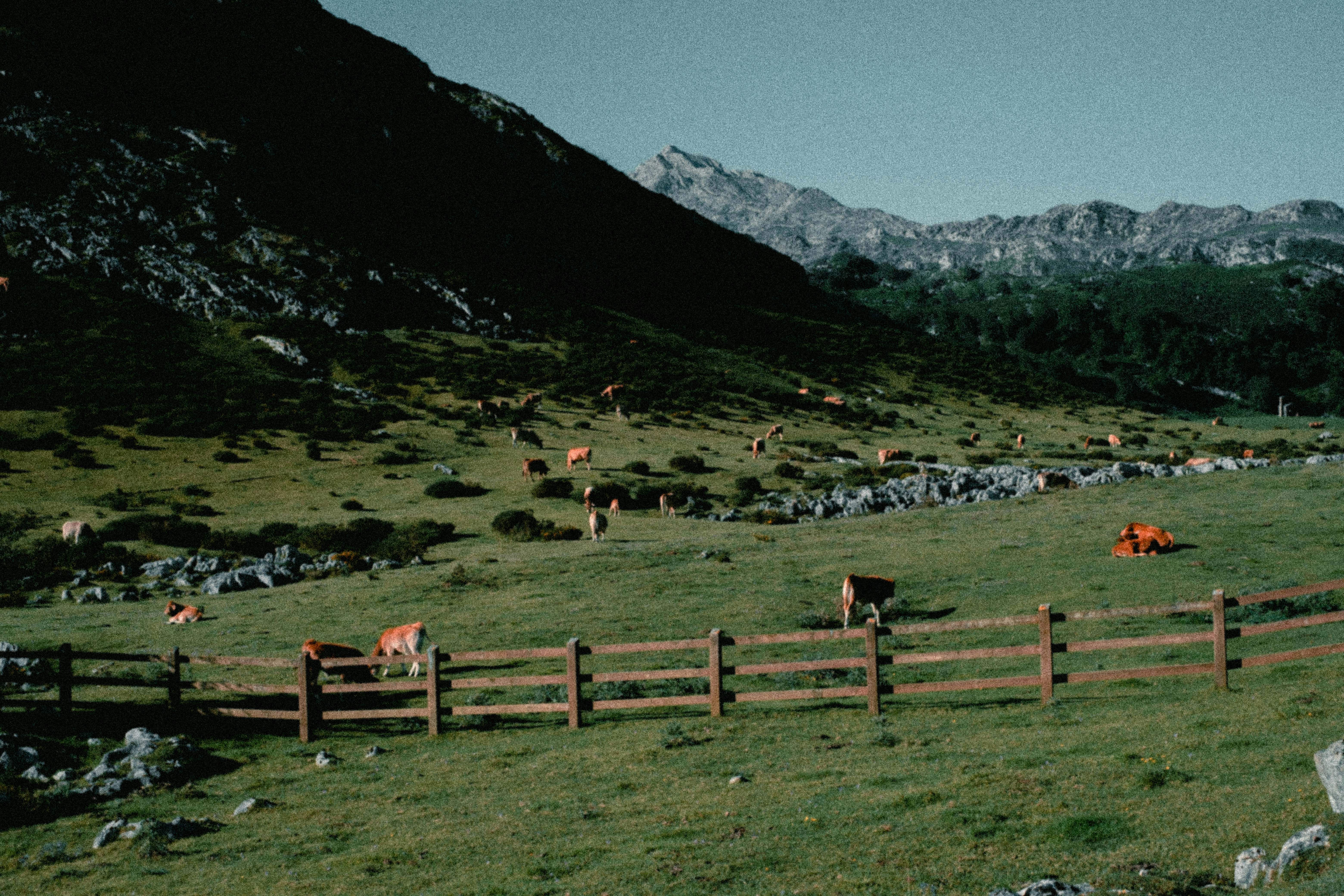 Cattle in a Highland Pasture Beneath Rugged Peaks