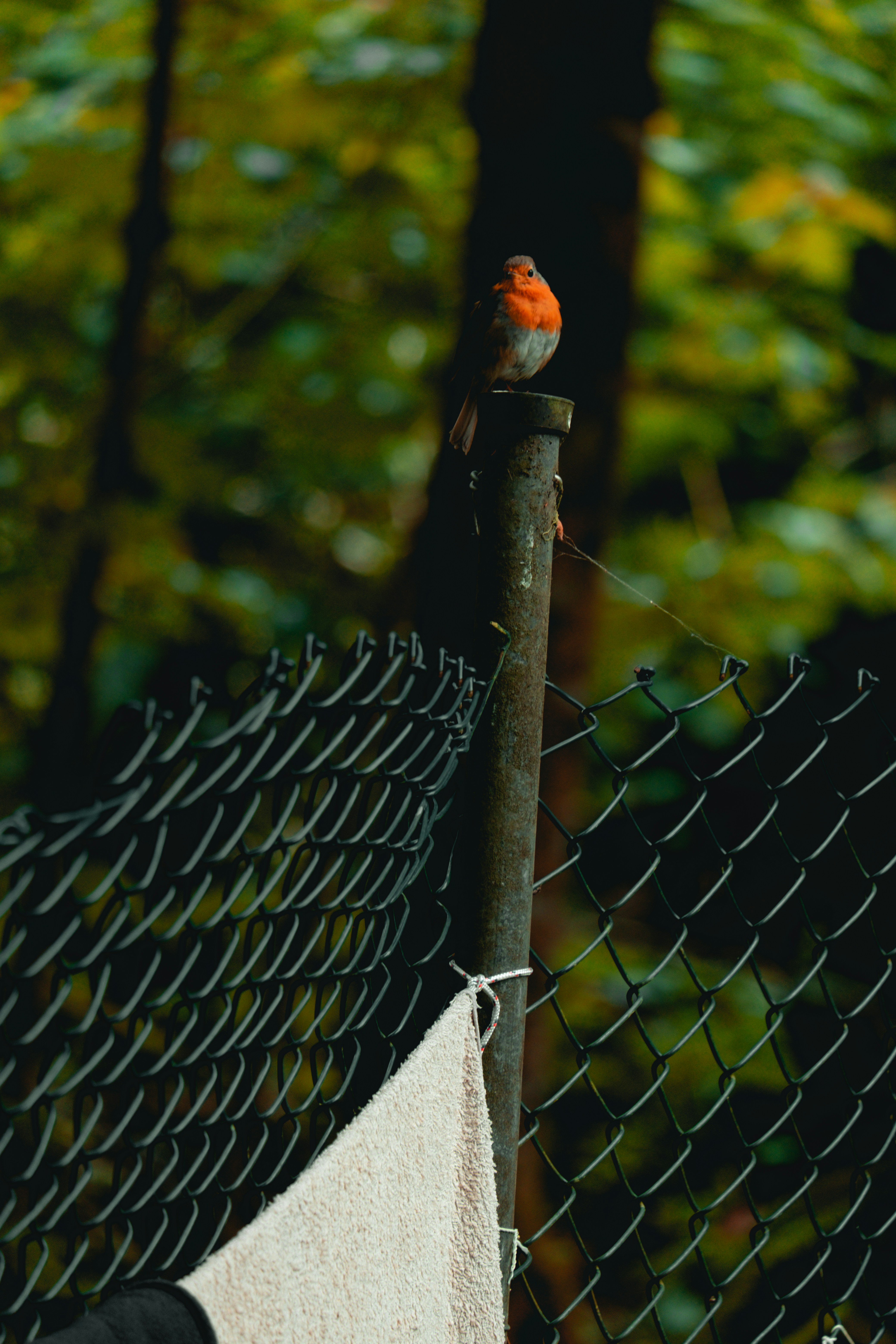 Red Robin Post on a Fence: A Quiet Moment in the Dappled Woods