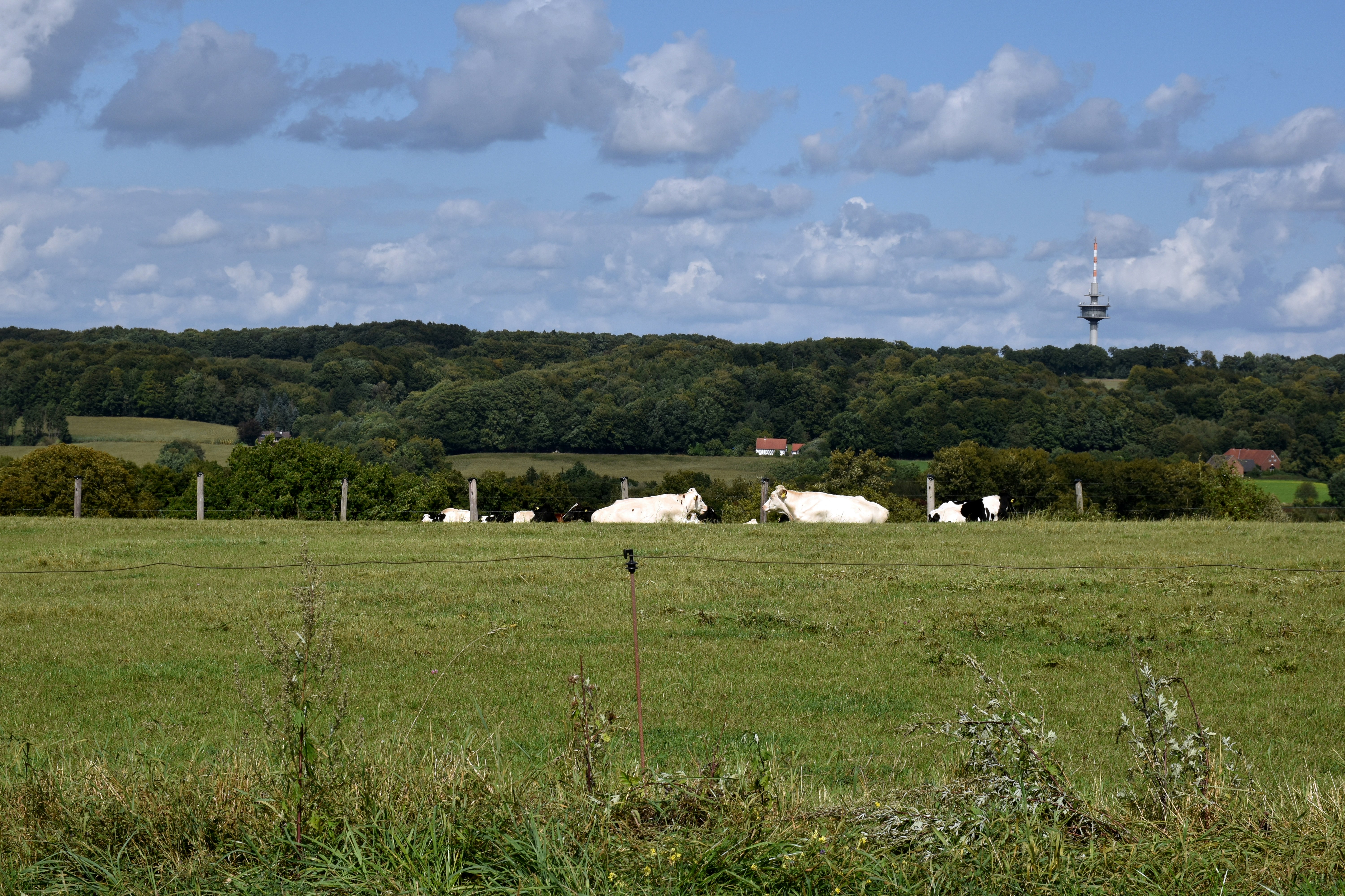 Pasture Horizon: Cows and distant tower under a blue, cloud-filled sky