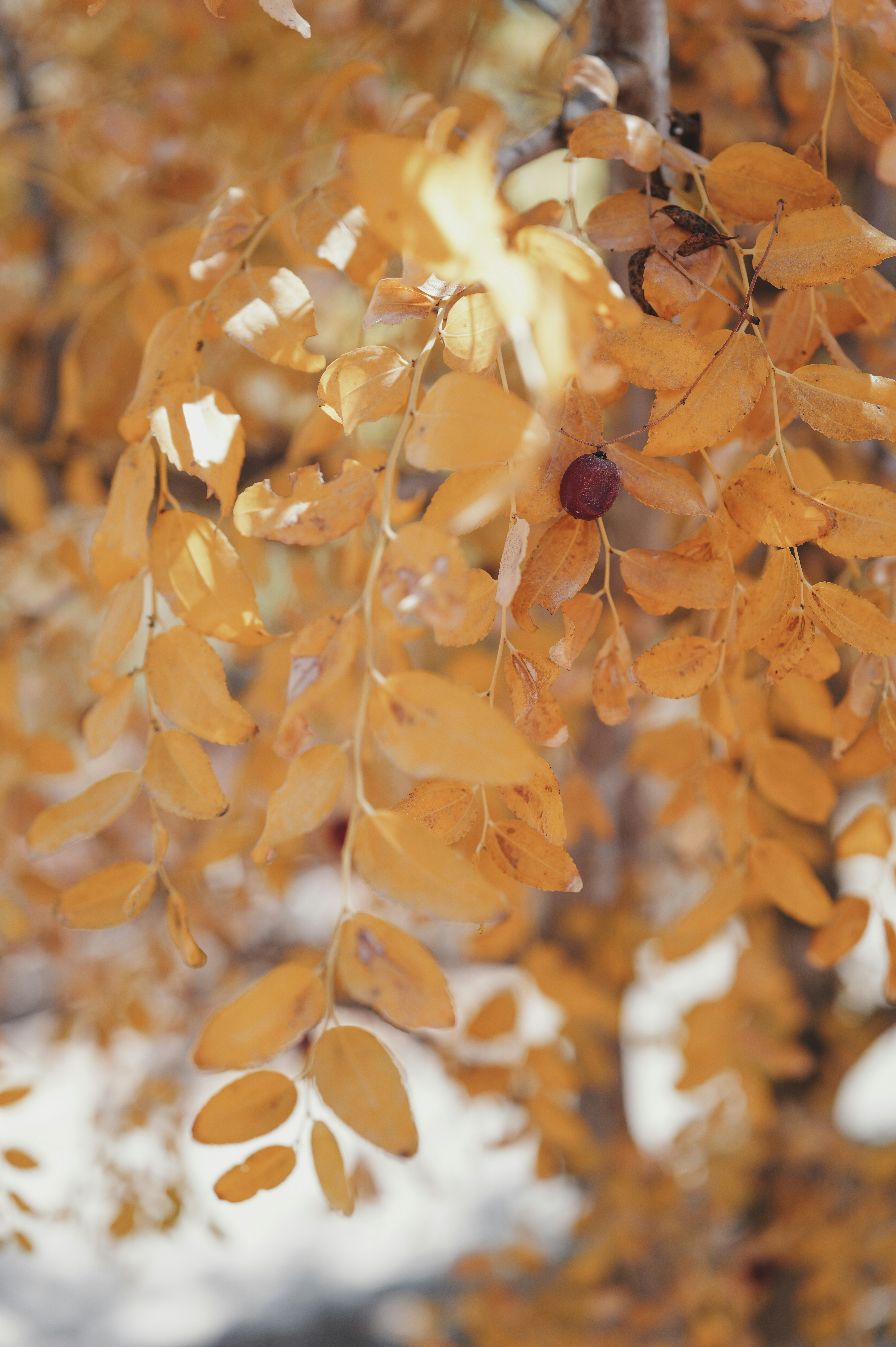 Dense cascade of sunlit golden leaves with a single deep-red berry, close depth of field for a glowing fall texture