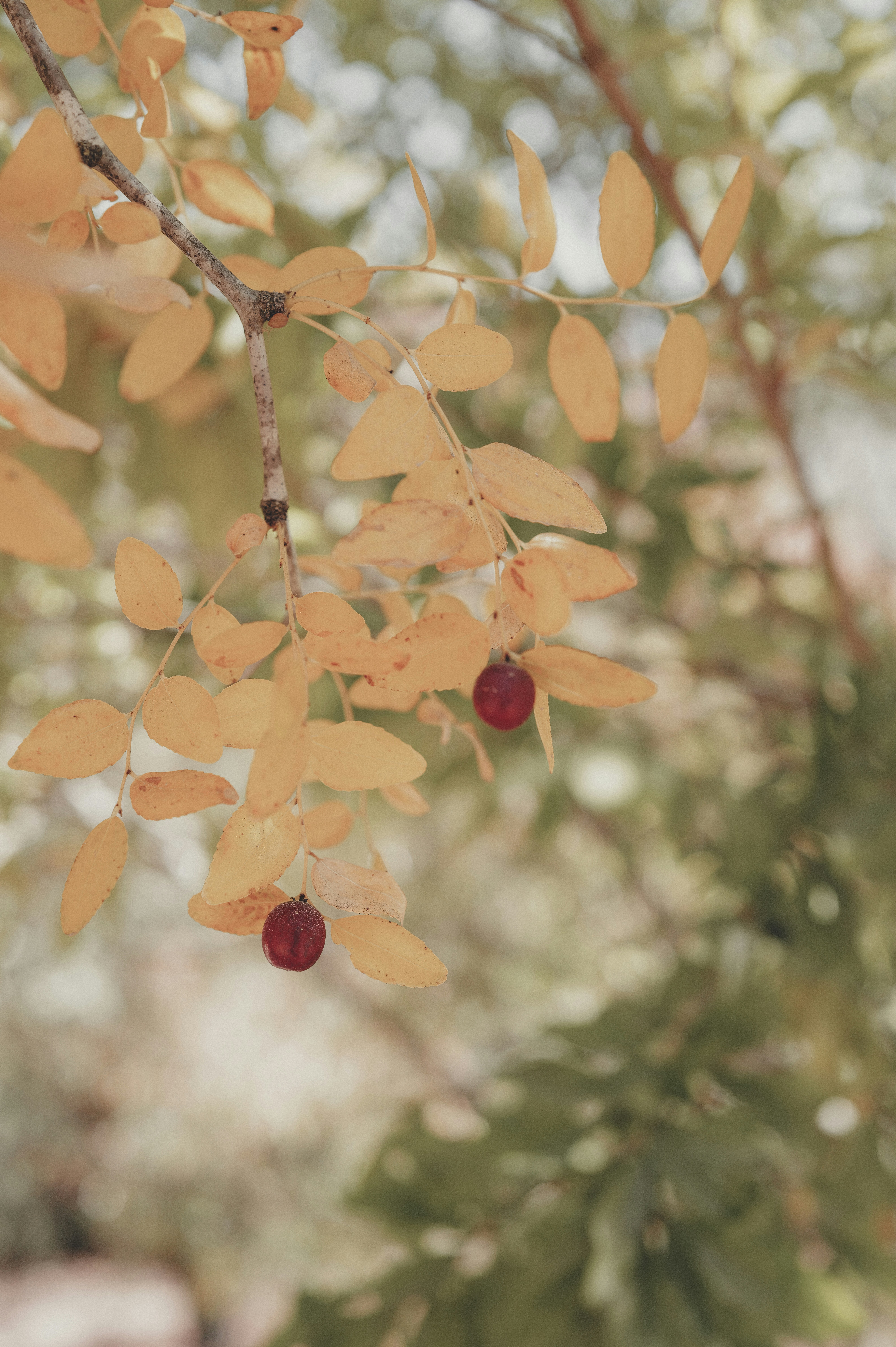 Golden autumn leaves with two small red berries hanging from a branch, airy bokeh and warm seasonal color