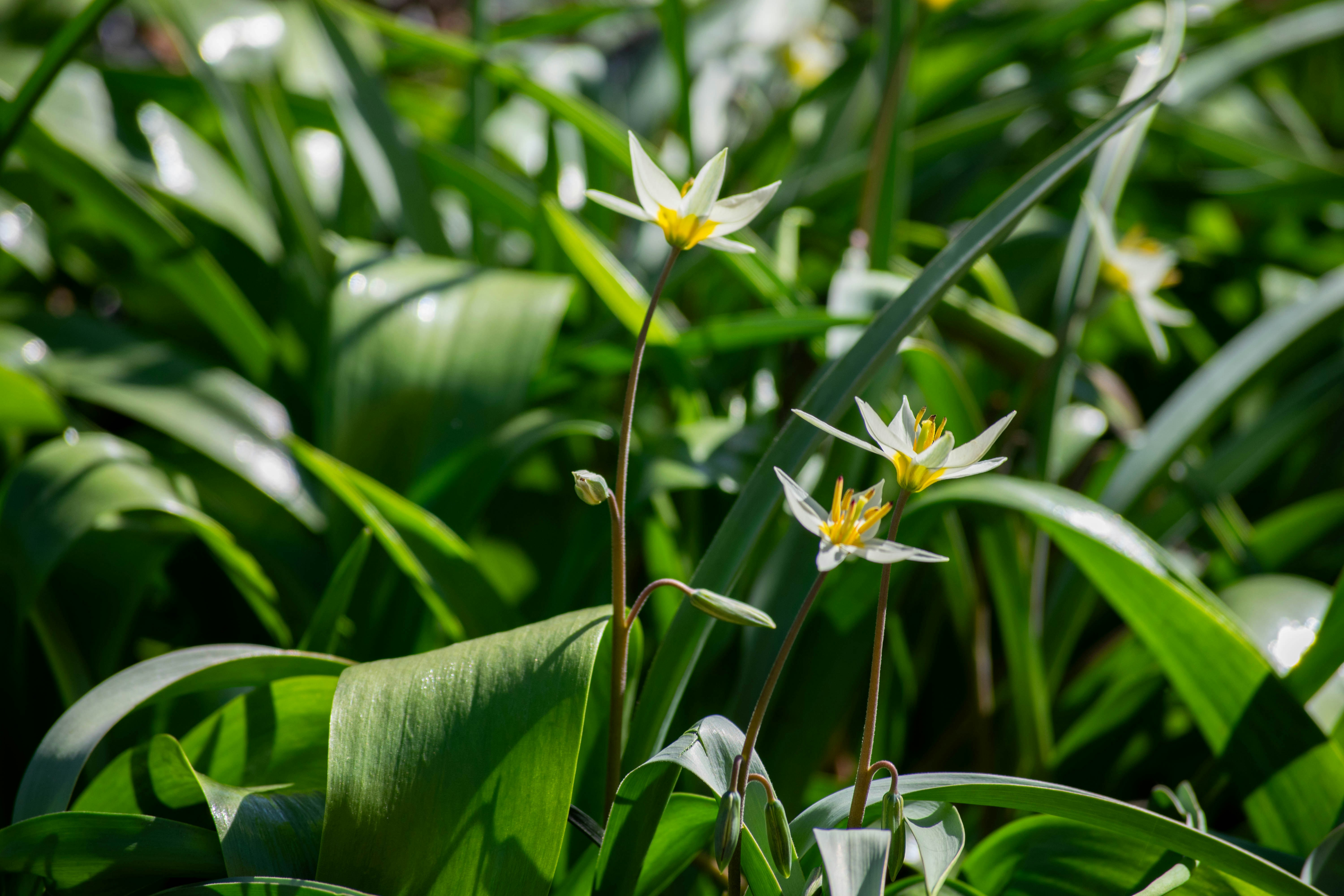 Starlight in a sea of green: delicate white flowers rise above broad tropical leaves