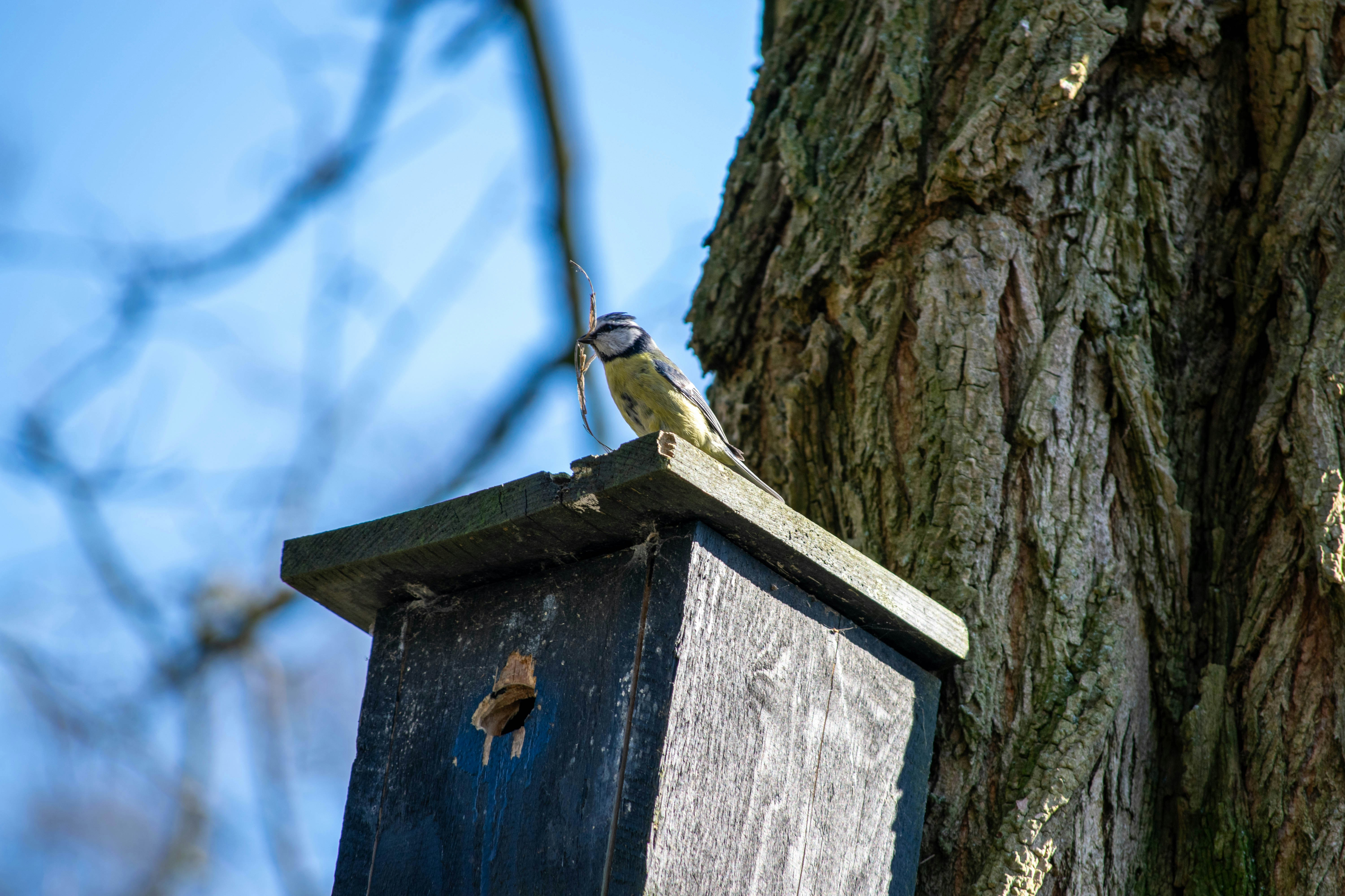 Bird on a Weathered Post: Quiet Encounter at the Tree Trunk