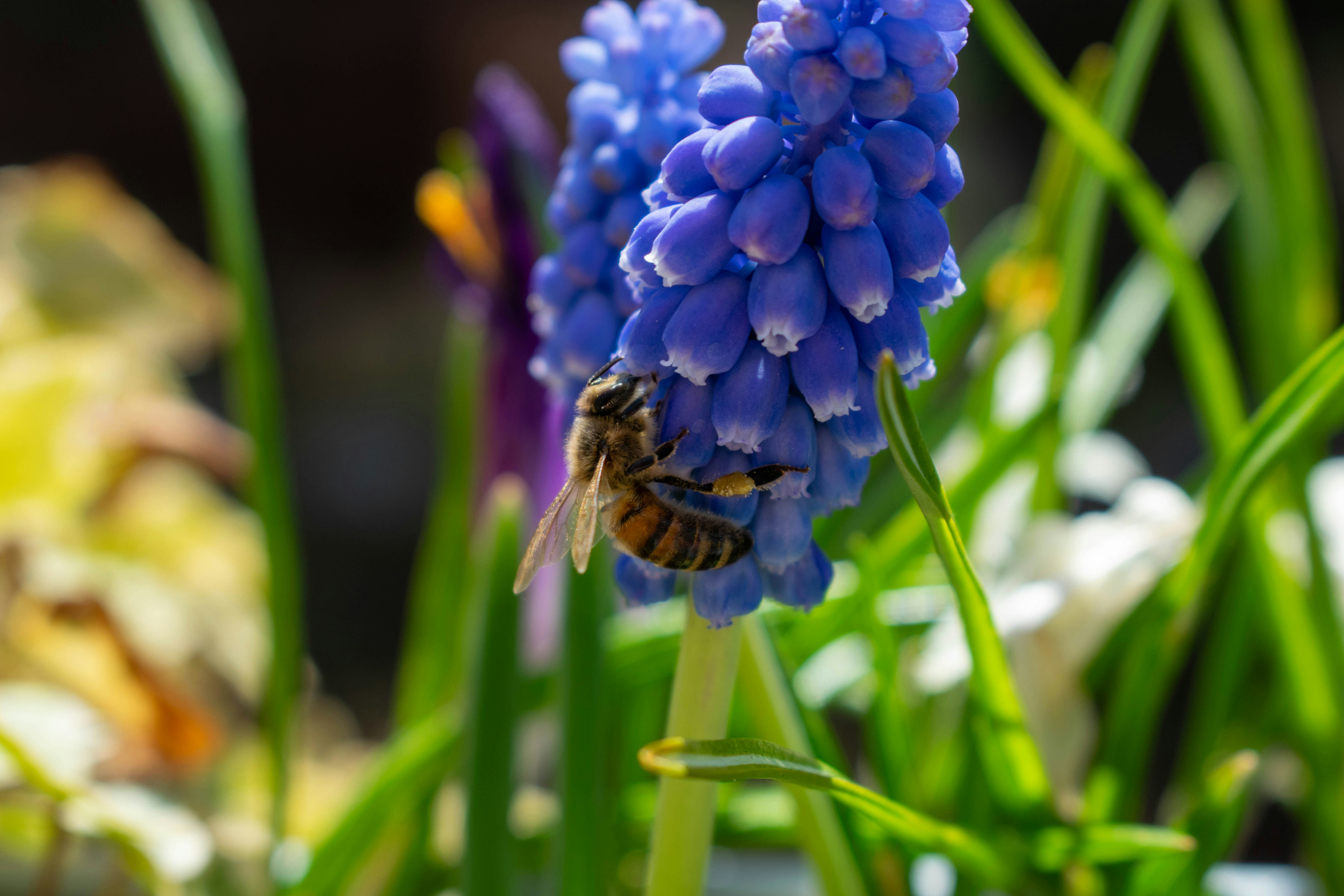 Bee on a cobalt cone: a spring bloom in sharp focus