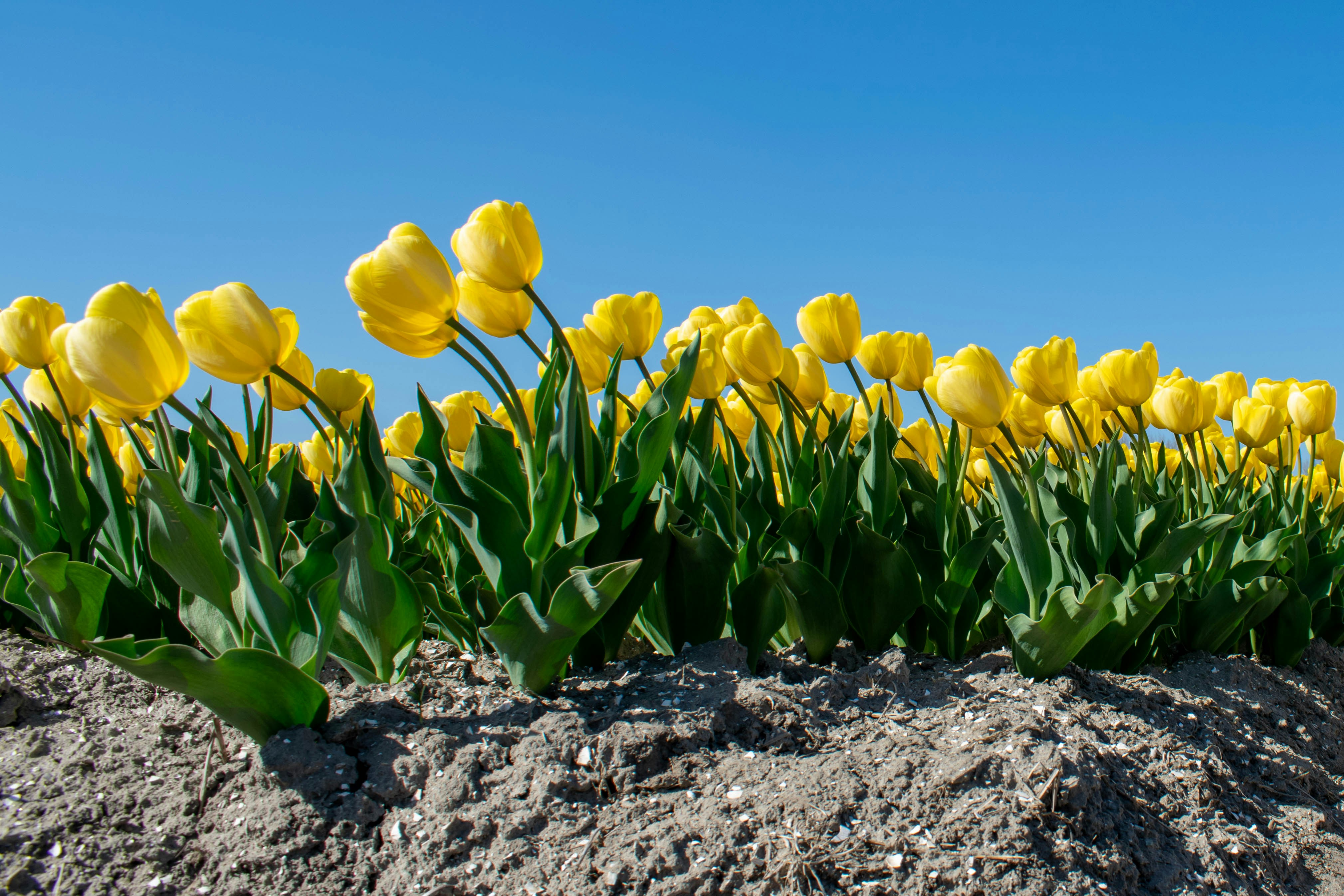 Field of Golden Tulips Under a Clear Spring Sky