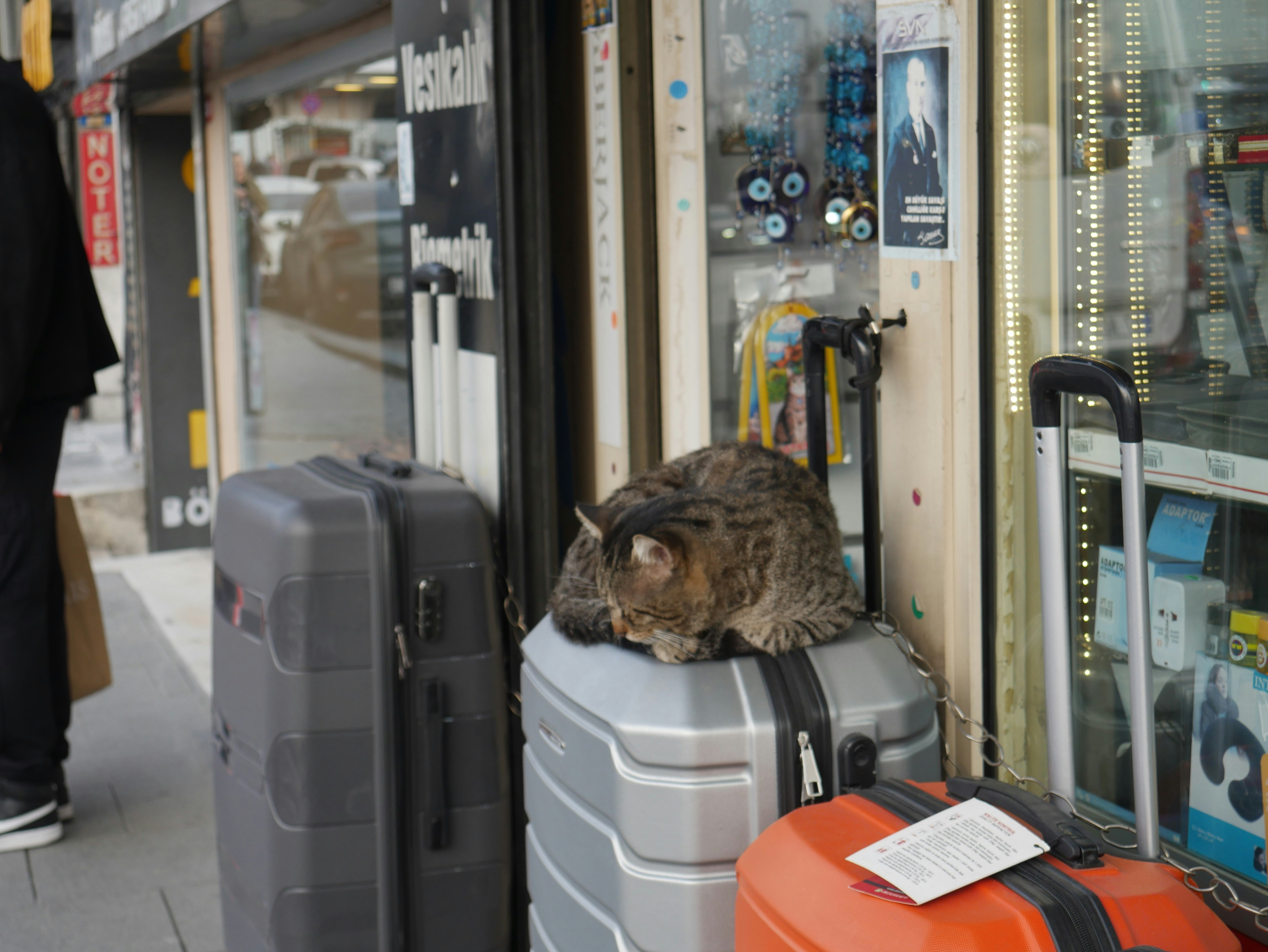 Catnap on the Luggage: Street-side Rest in a Shopfront Alley
