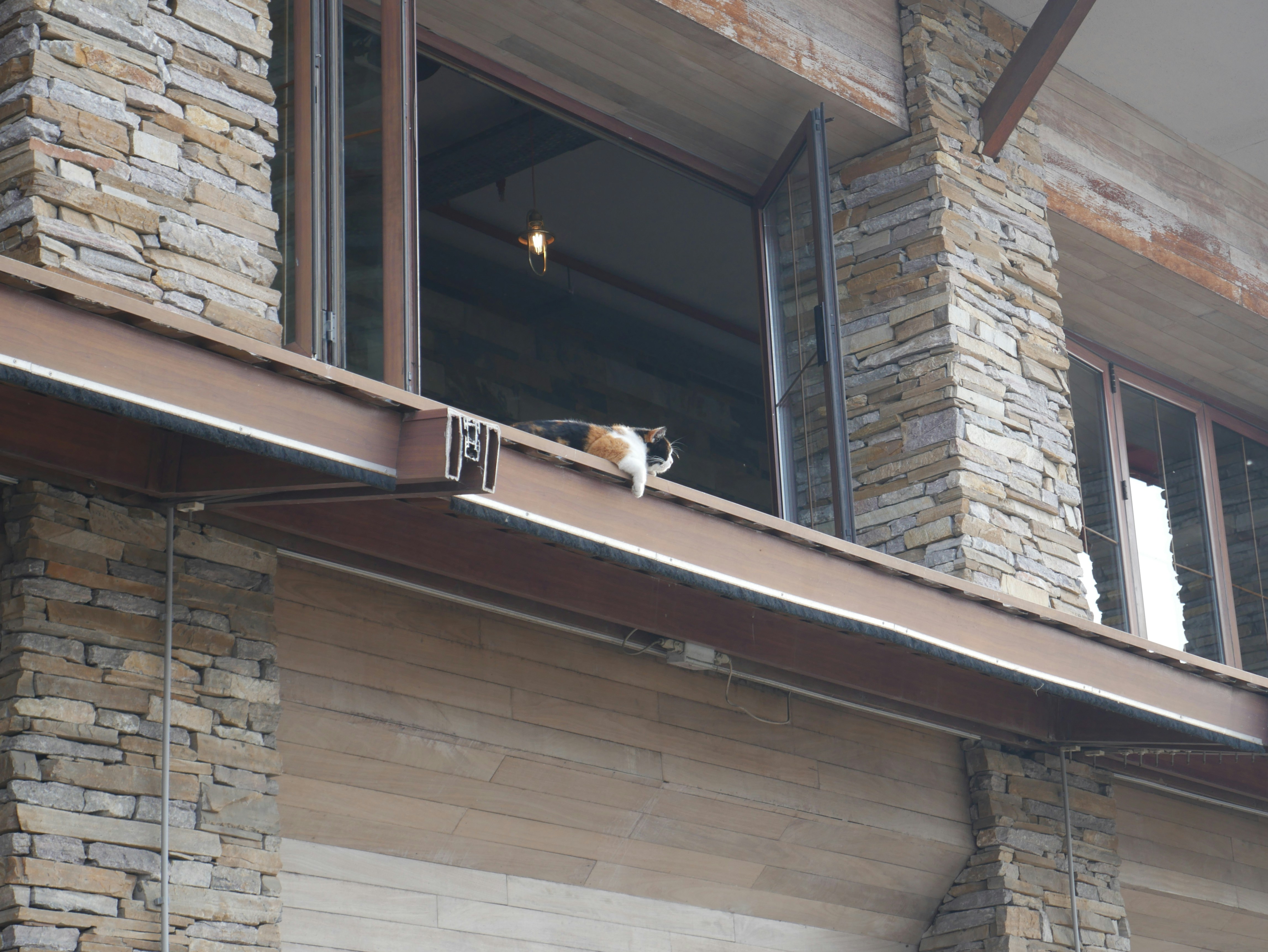 Cat on the Overhanging Balcony: A Curious Edge of Architecture