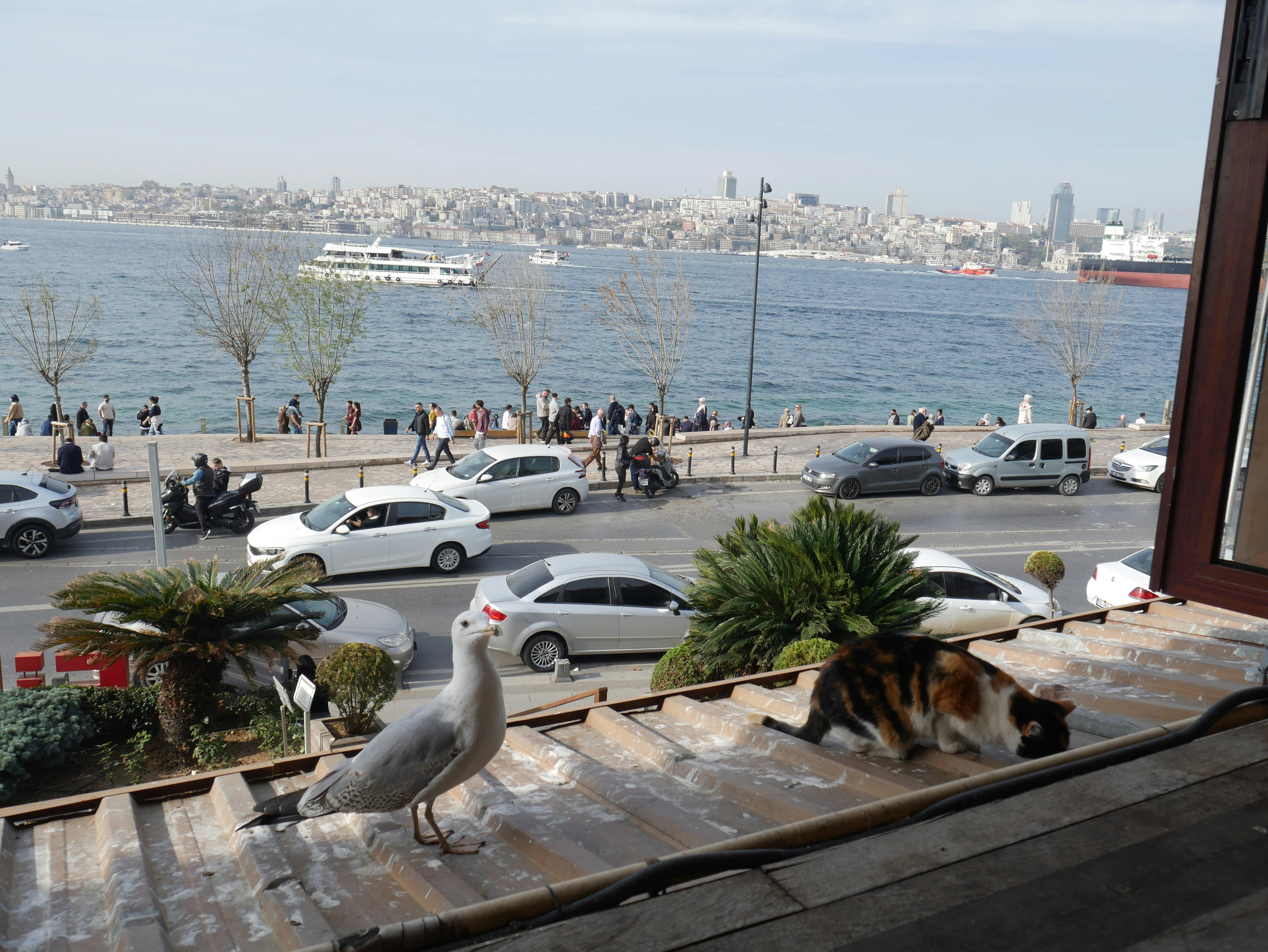 Seaside Terrace: Birds, Bikes, and a Distant Cityscape