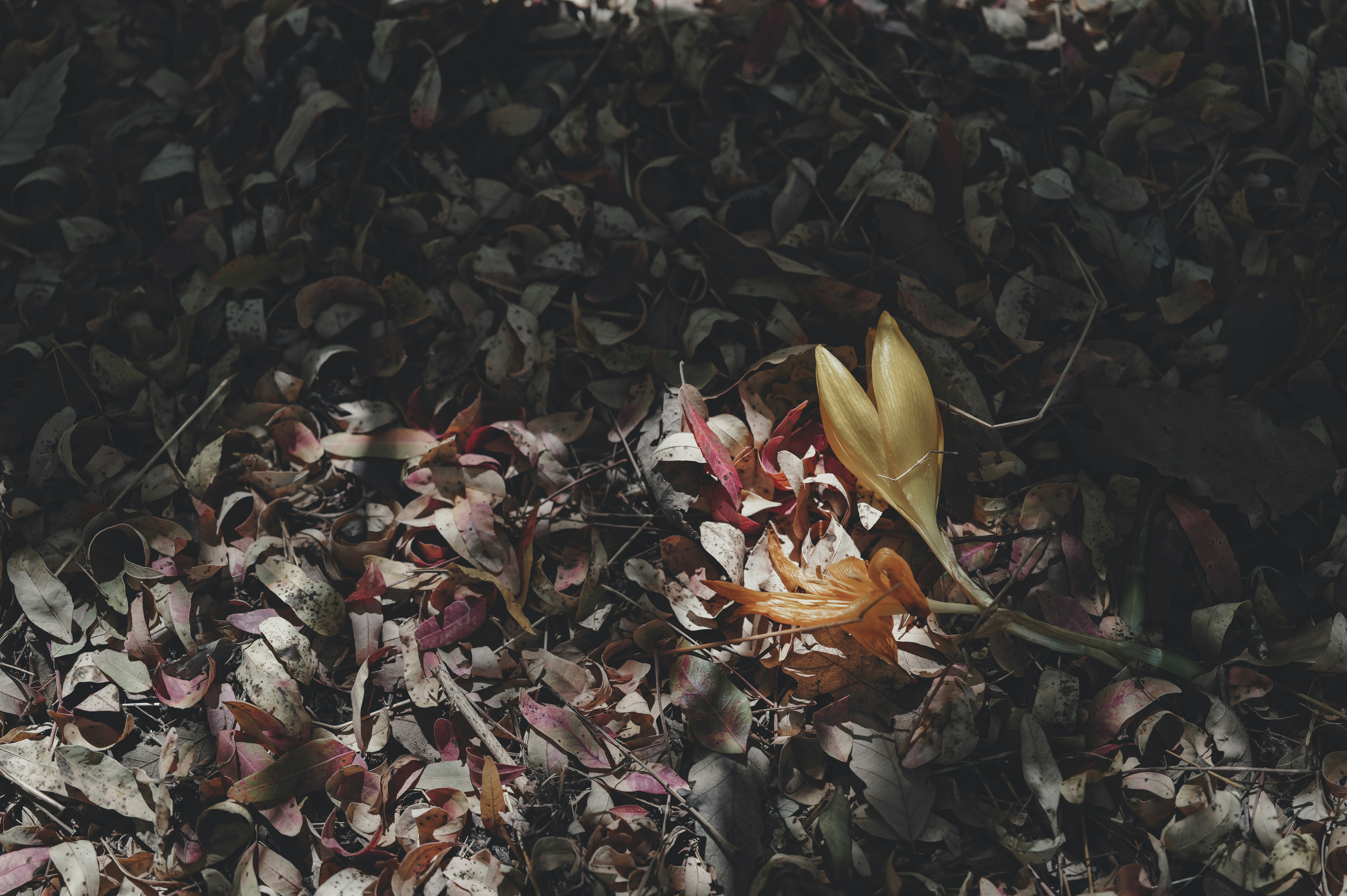 Autumn Leaves in Dappled Shadow