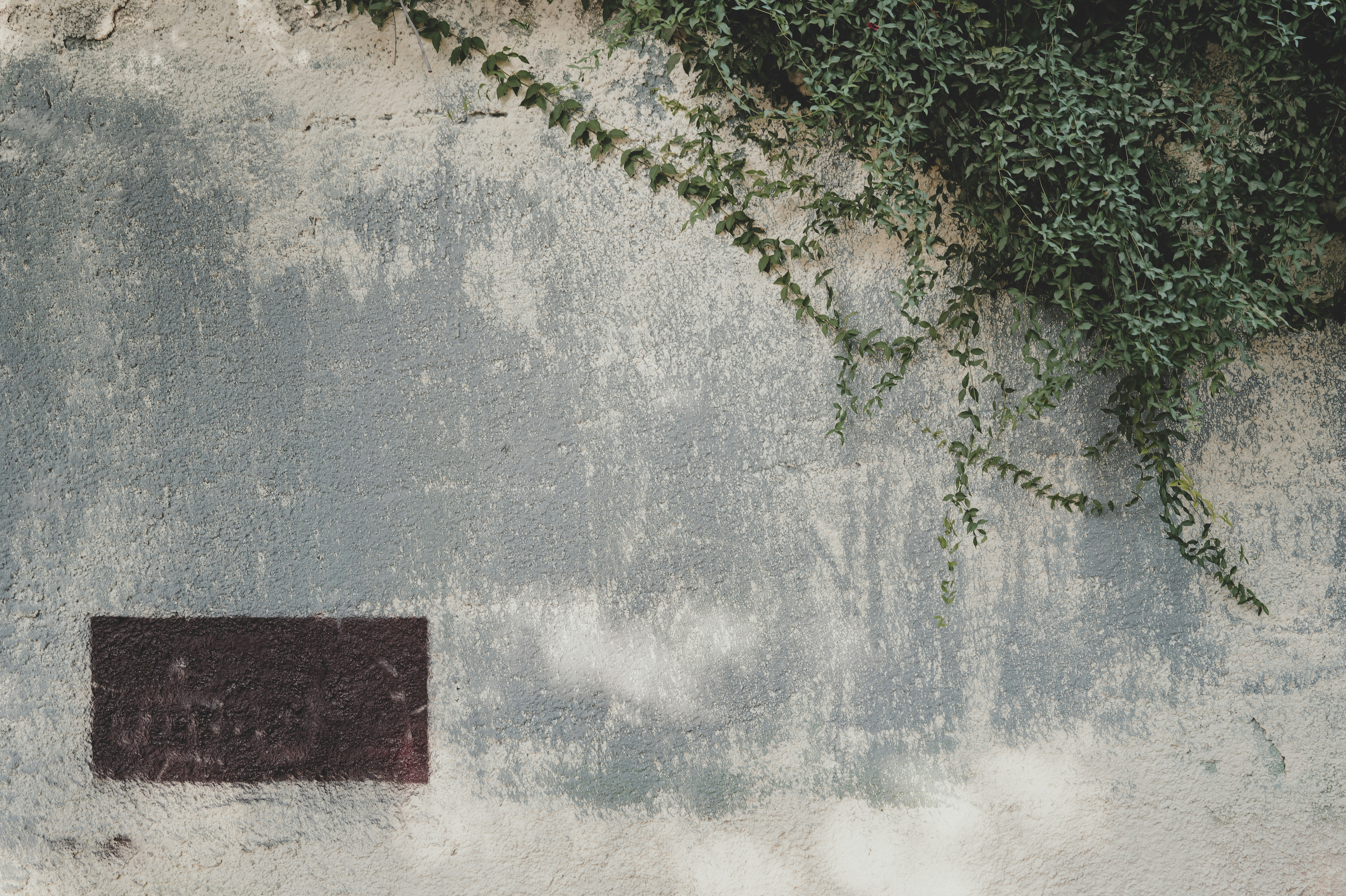 Soft sunlight on a weathered plaster wall with a creeping ivy vine spilling in from the top, minimal and textured.