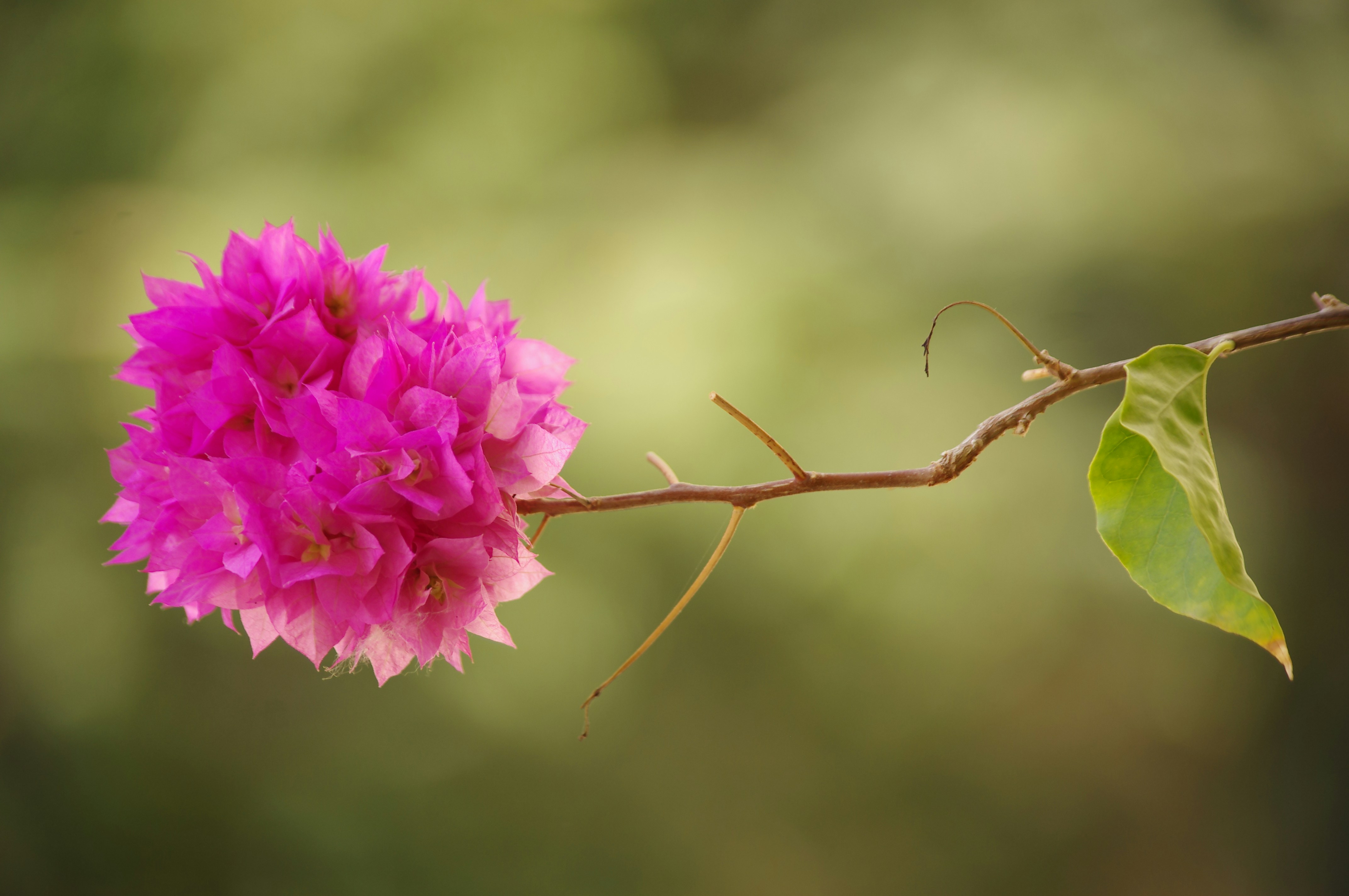 Magenta Bloom on a Quiet Branch