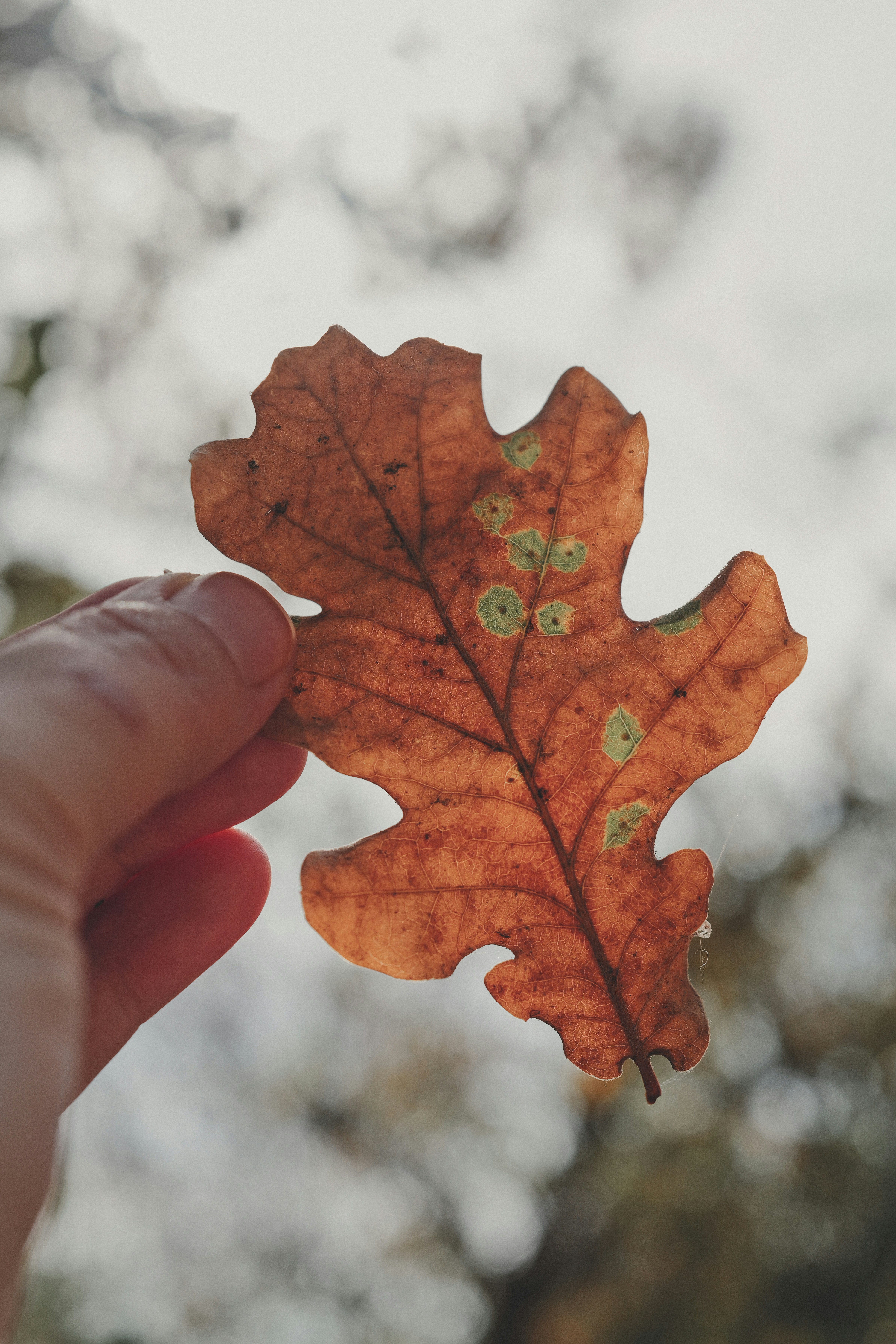Backlit oak leaf Quercus held to the sky, showing warm autumn color, veins, and tiny green galls.