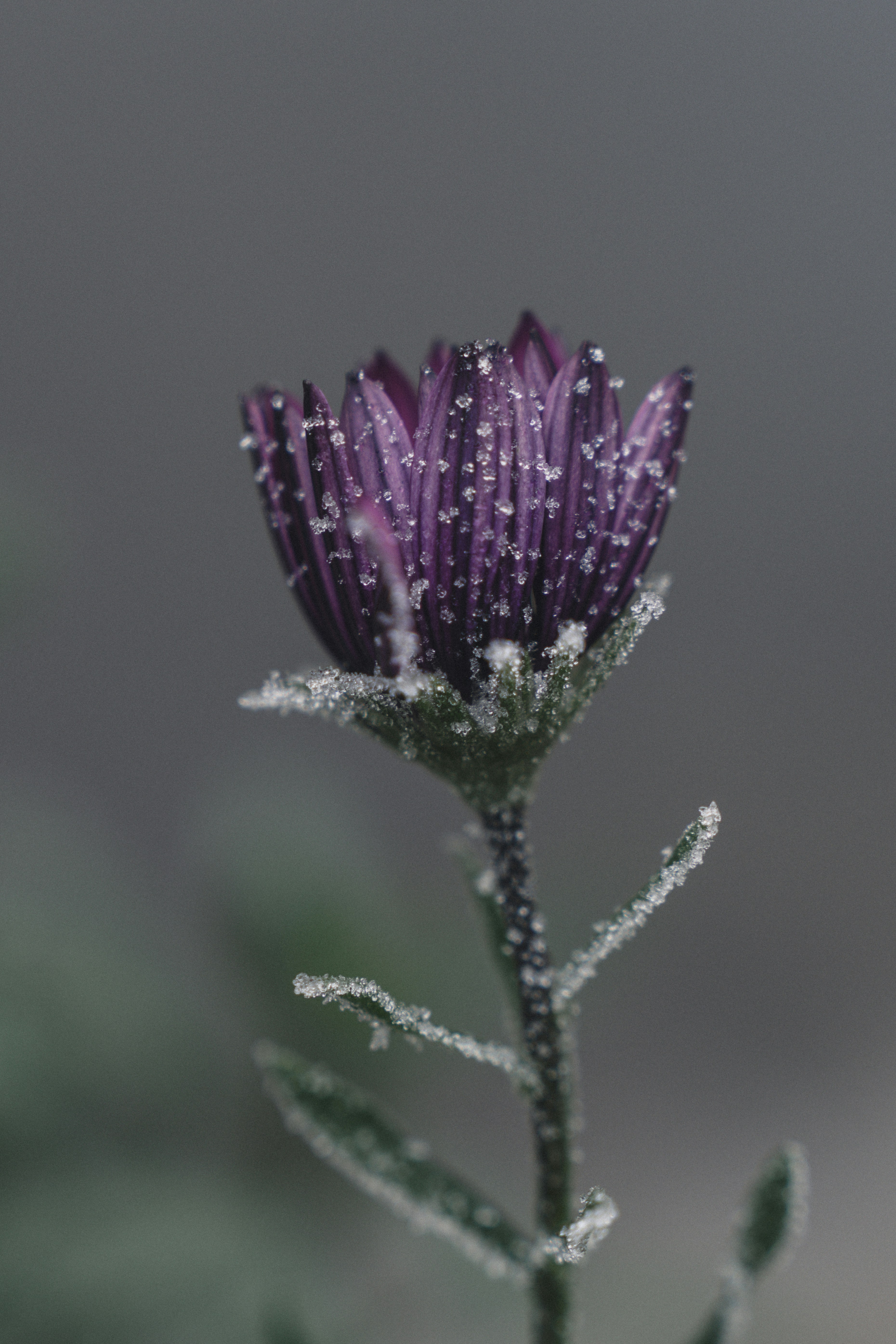 Frost-Kissed Violet Bloom: A solitary bud in quiet frost