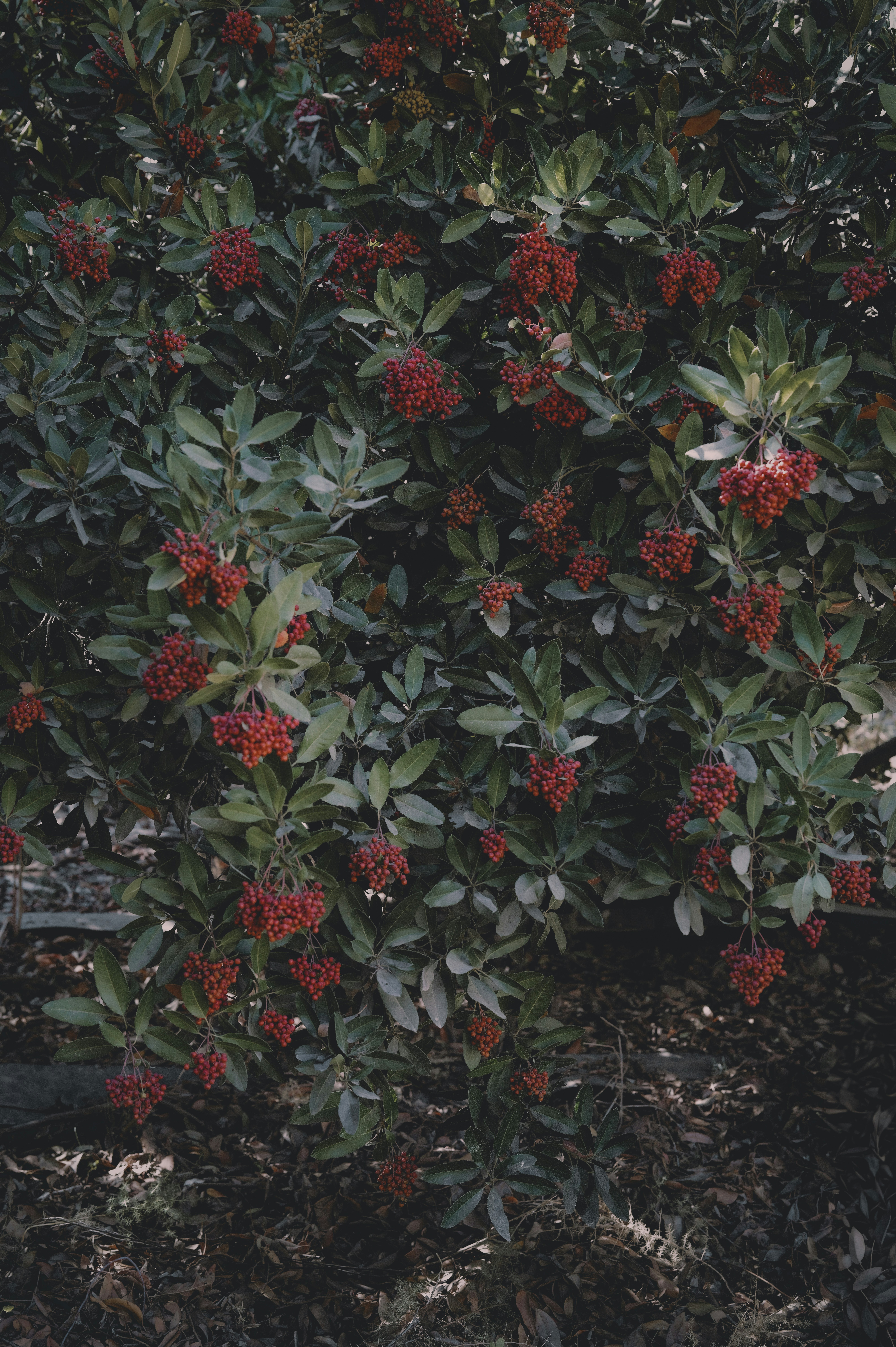Dense green bush with clusters of small red berries. photo – Free Plant ...