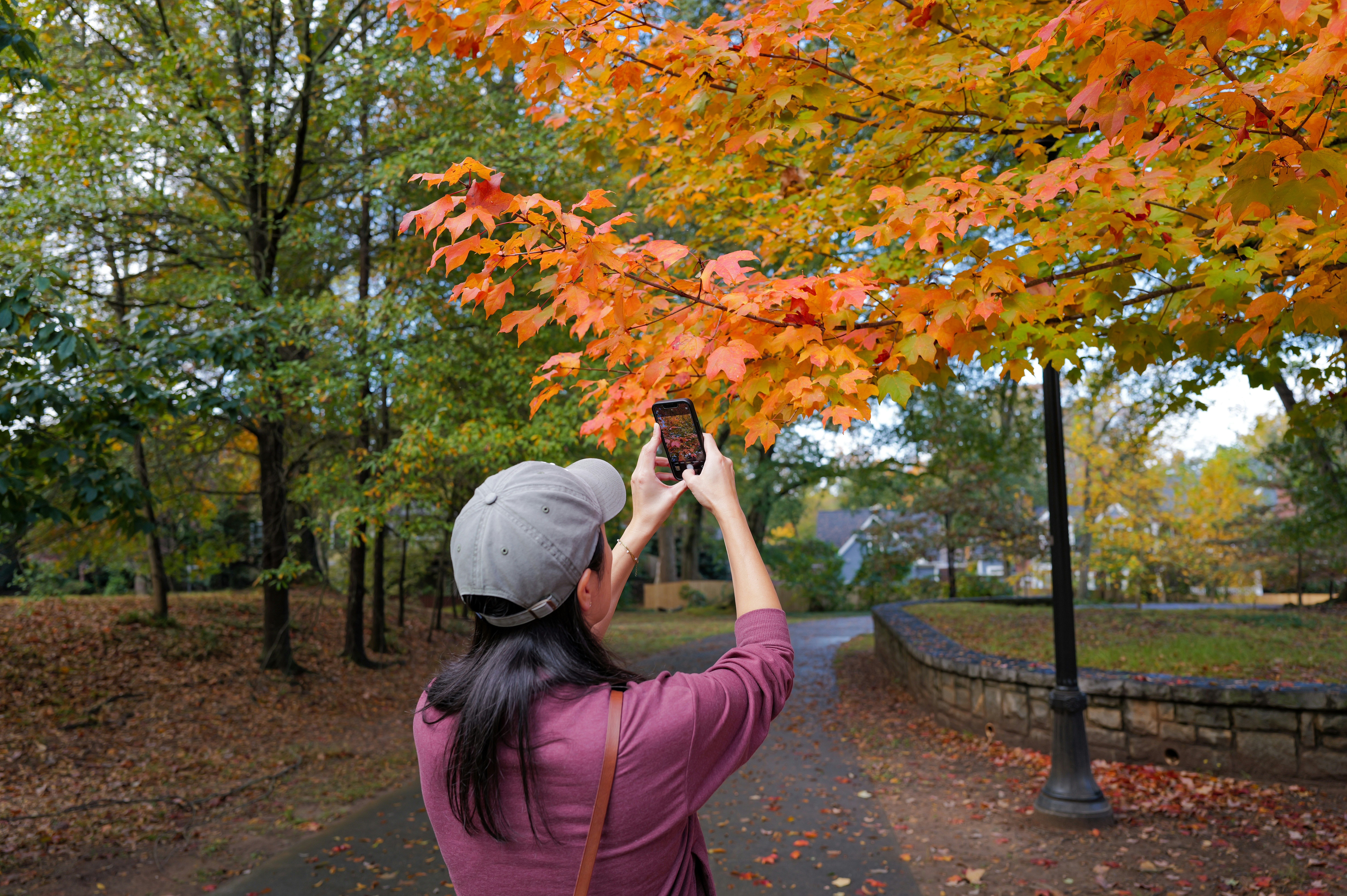 Autumn Echo: A Moment Captured Under Fall Canopy