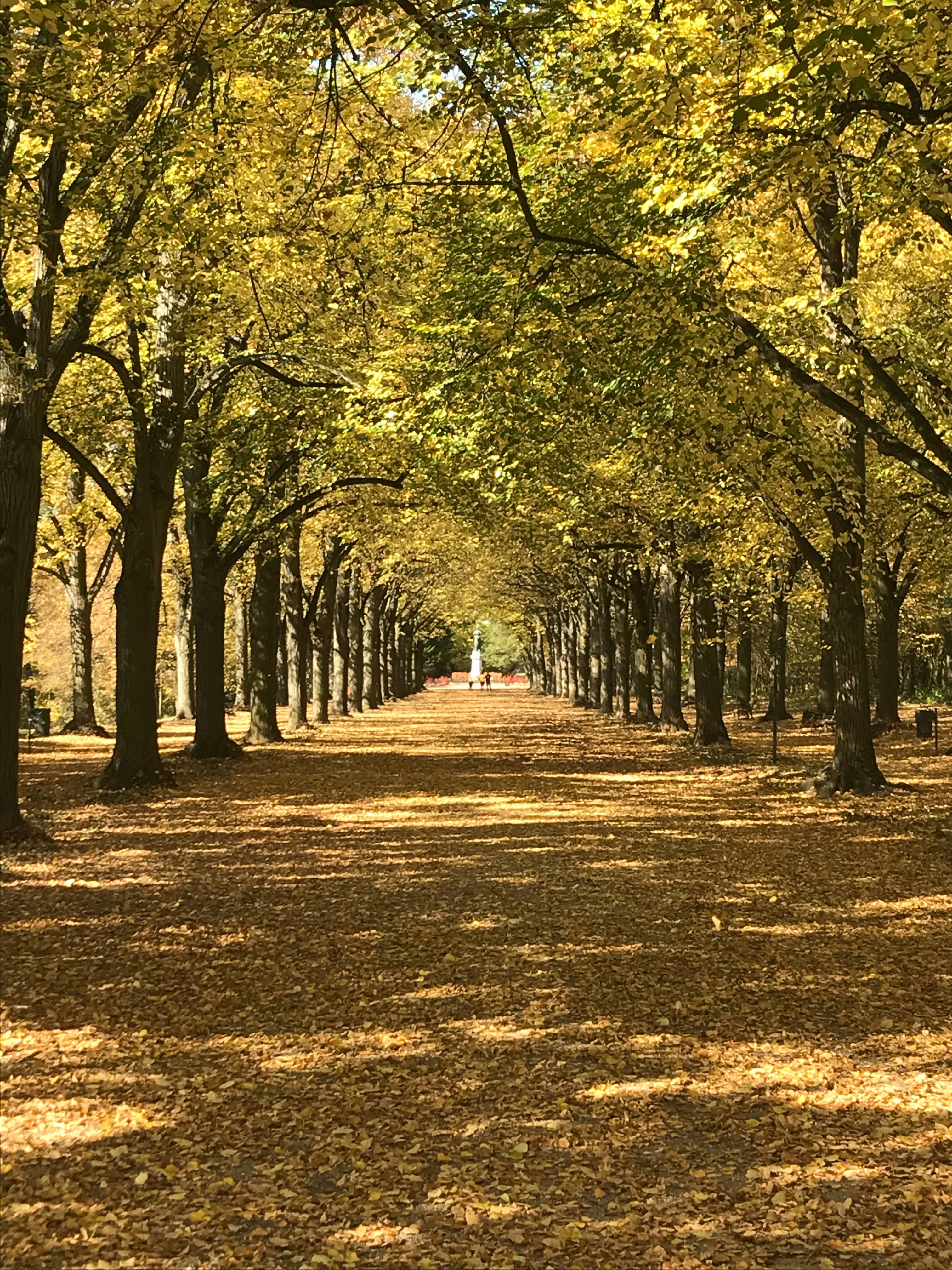 Autumn walk in a park yellow leaves and soft lights