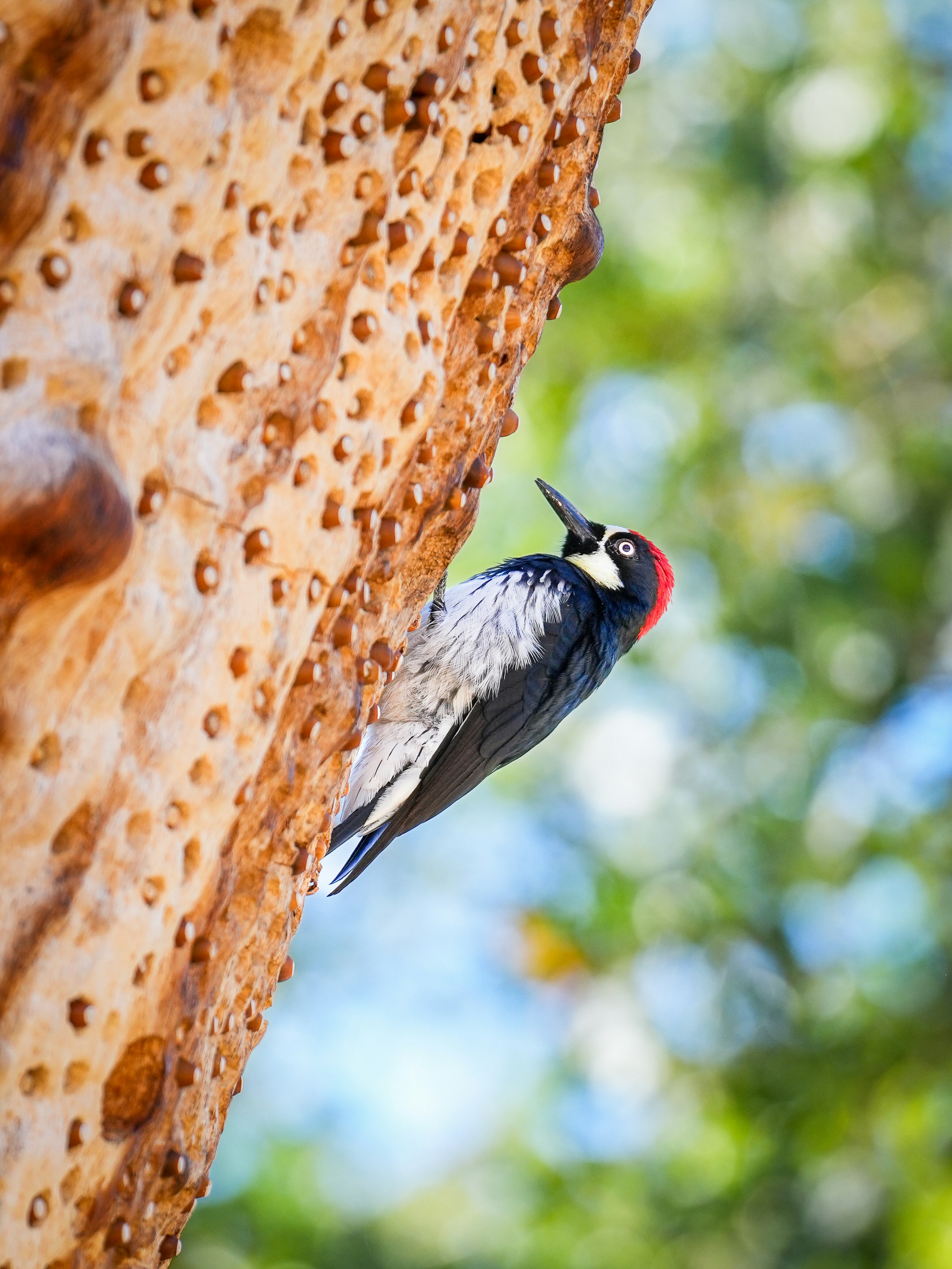 Red-crowned Woodpecker Clinging to a Weathered Trunk