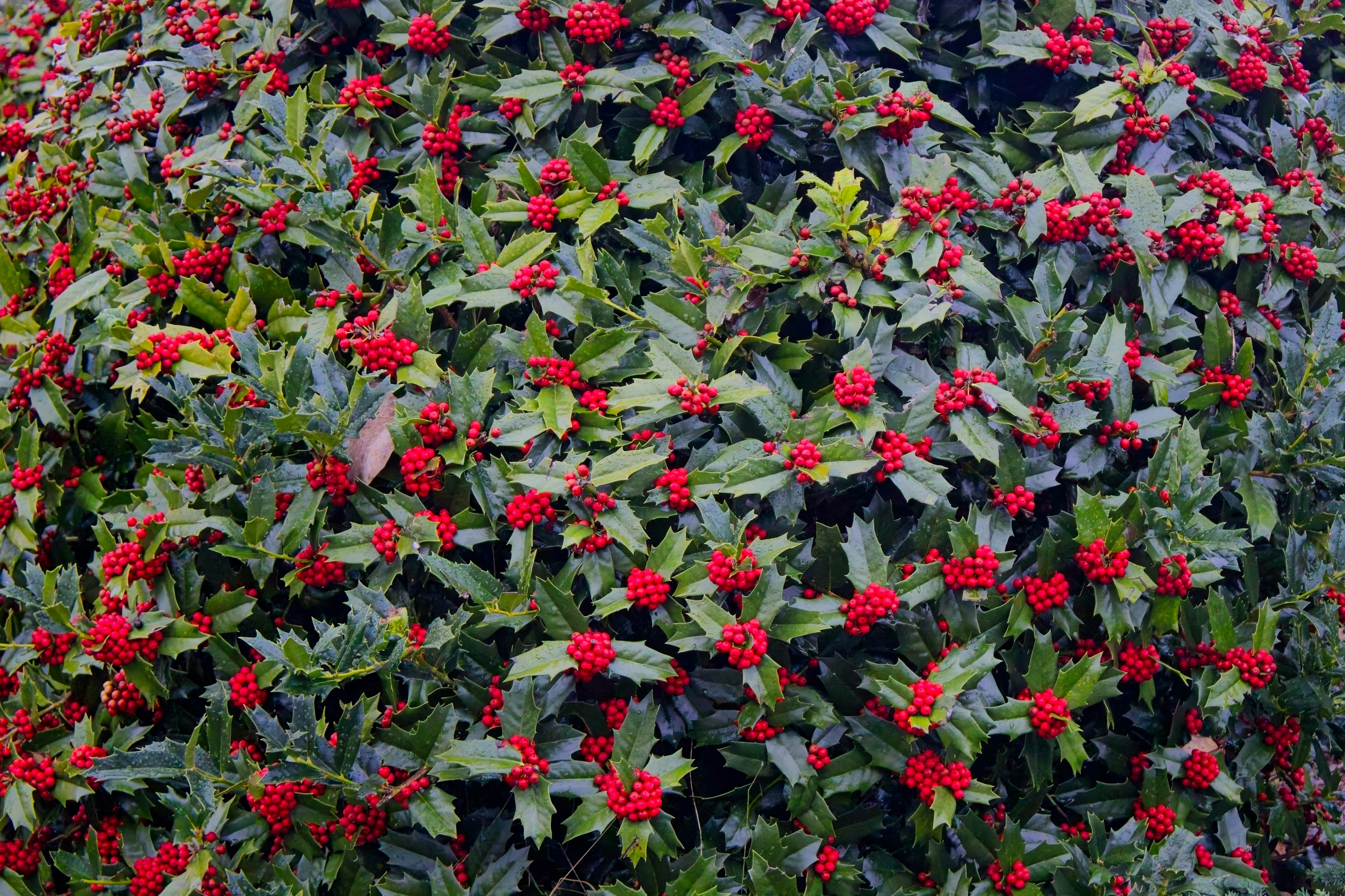 A berry-laden holly bush with it's warm red berries popping against the green leaves.