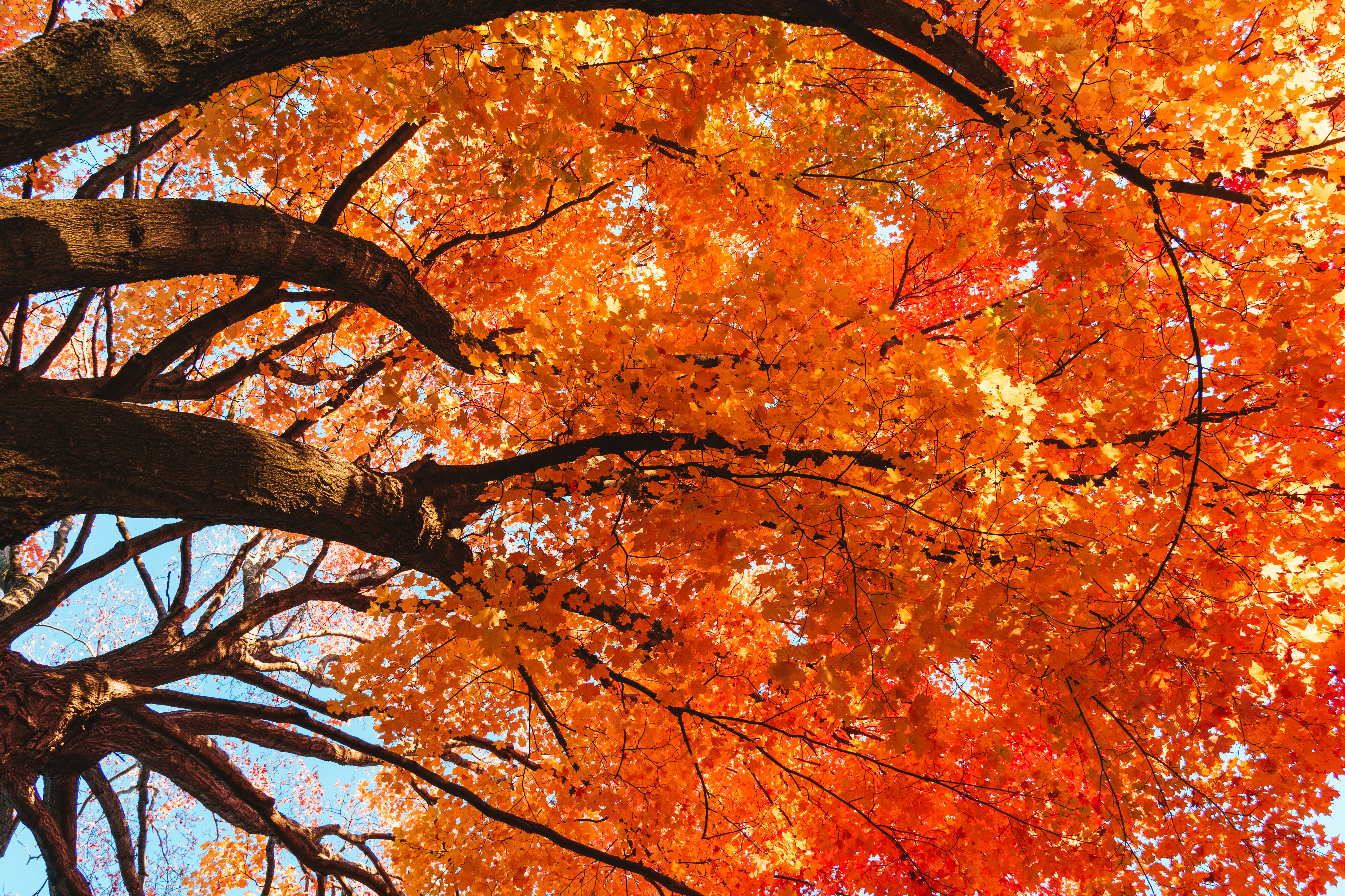 Mount Auburn Cemetery Fall