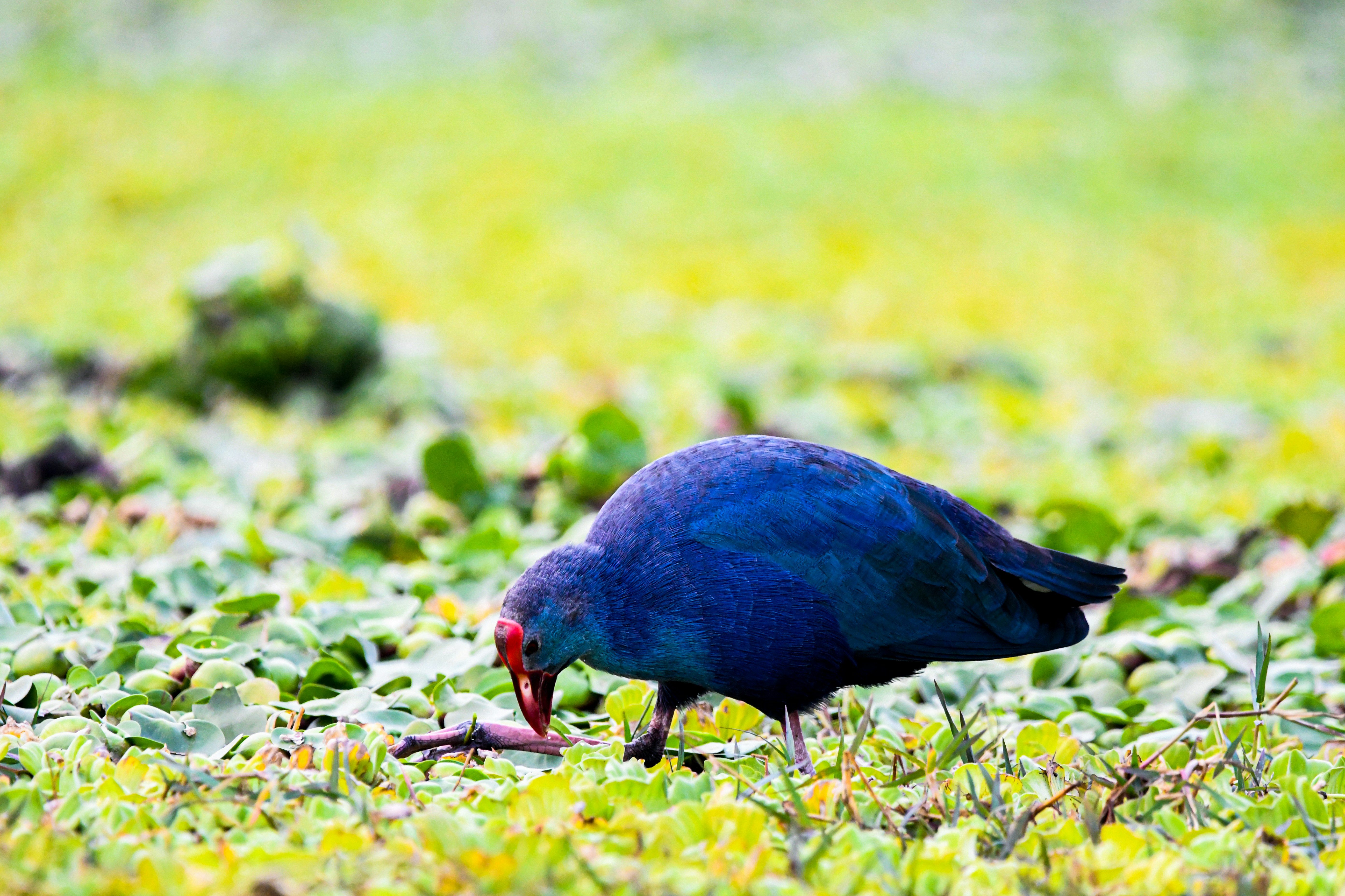 Azure Avian Foraging in a Sunlit Carpet of Green and Yellow