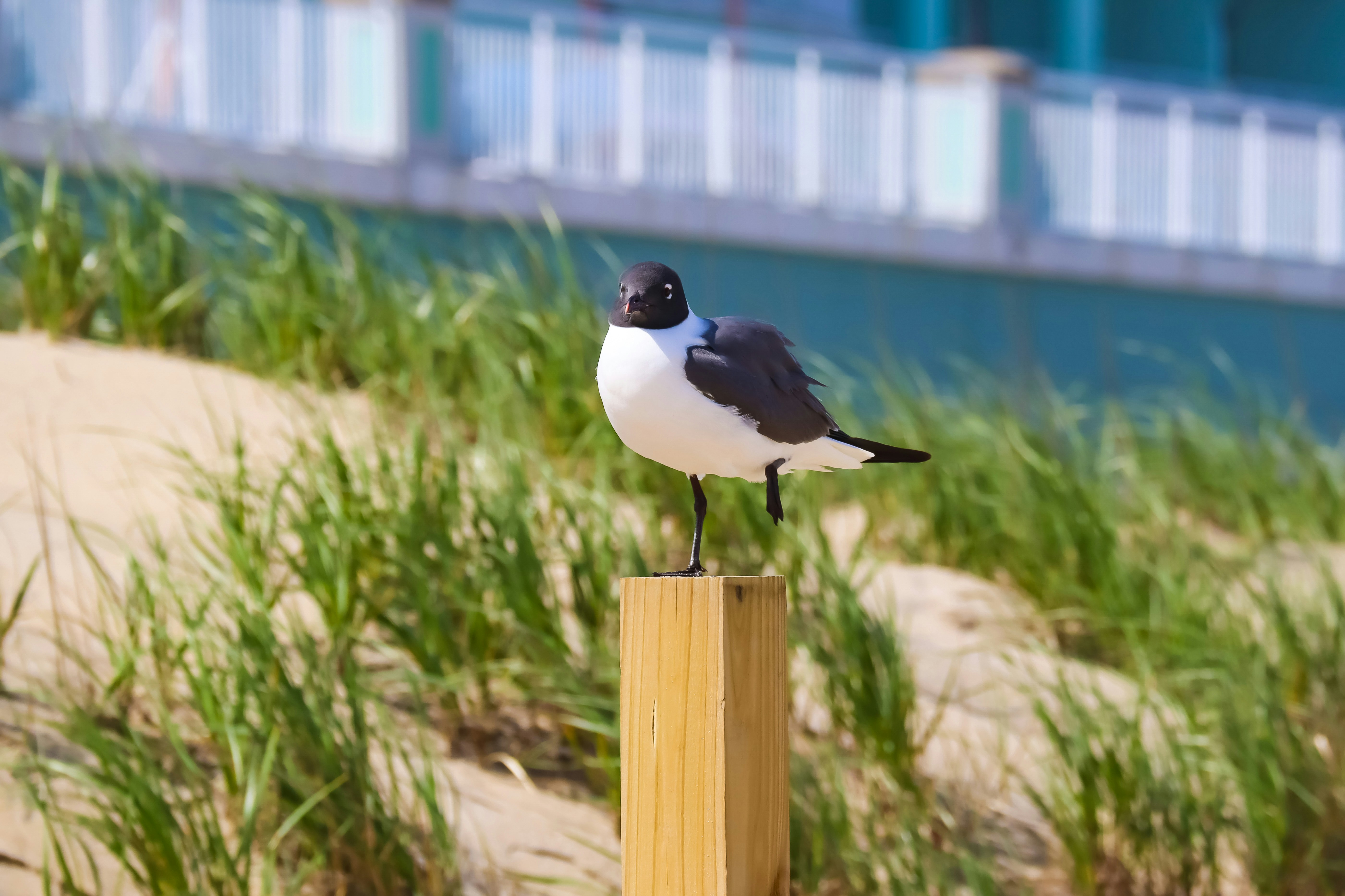 Bird on the beach