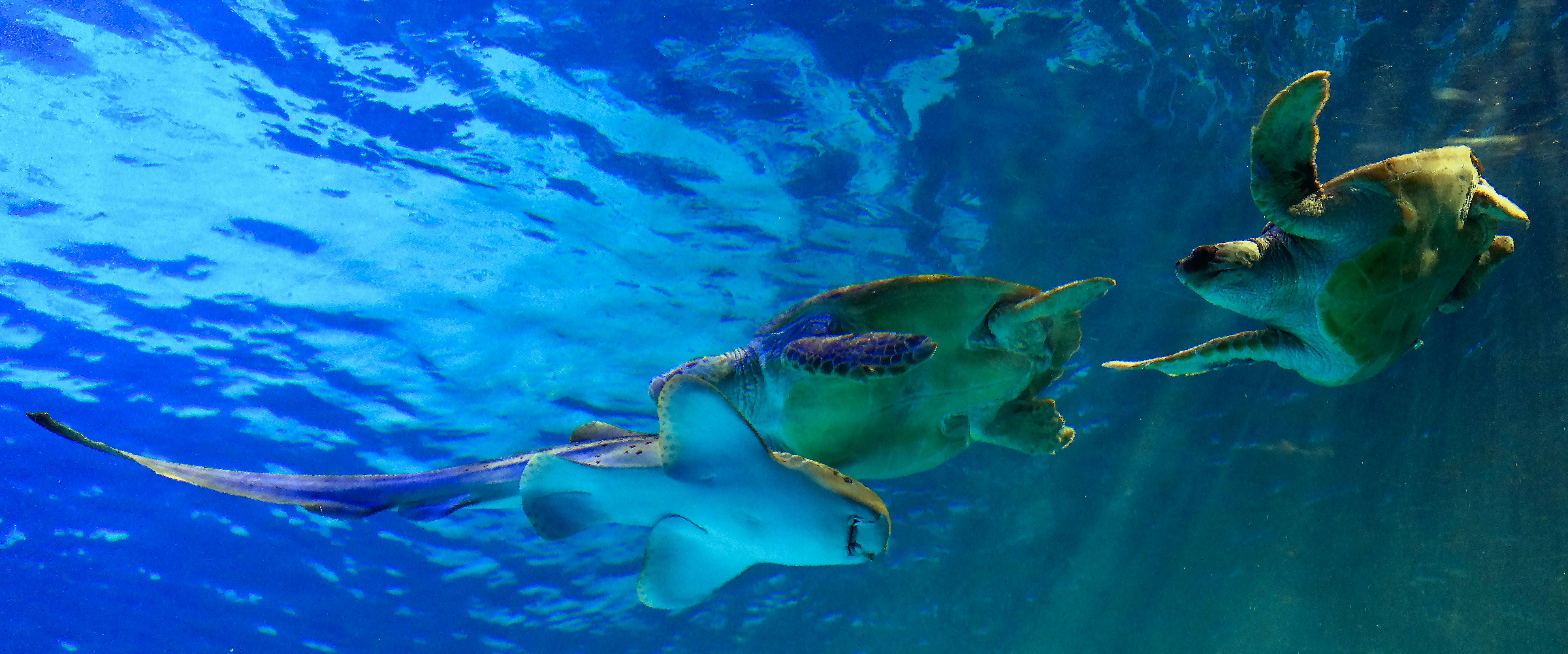Manta Ballet Under Blue: Two Gentle Giants Glide in Clear Reef Currents