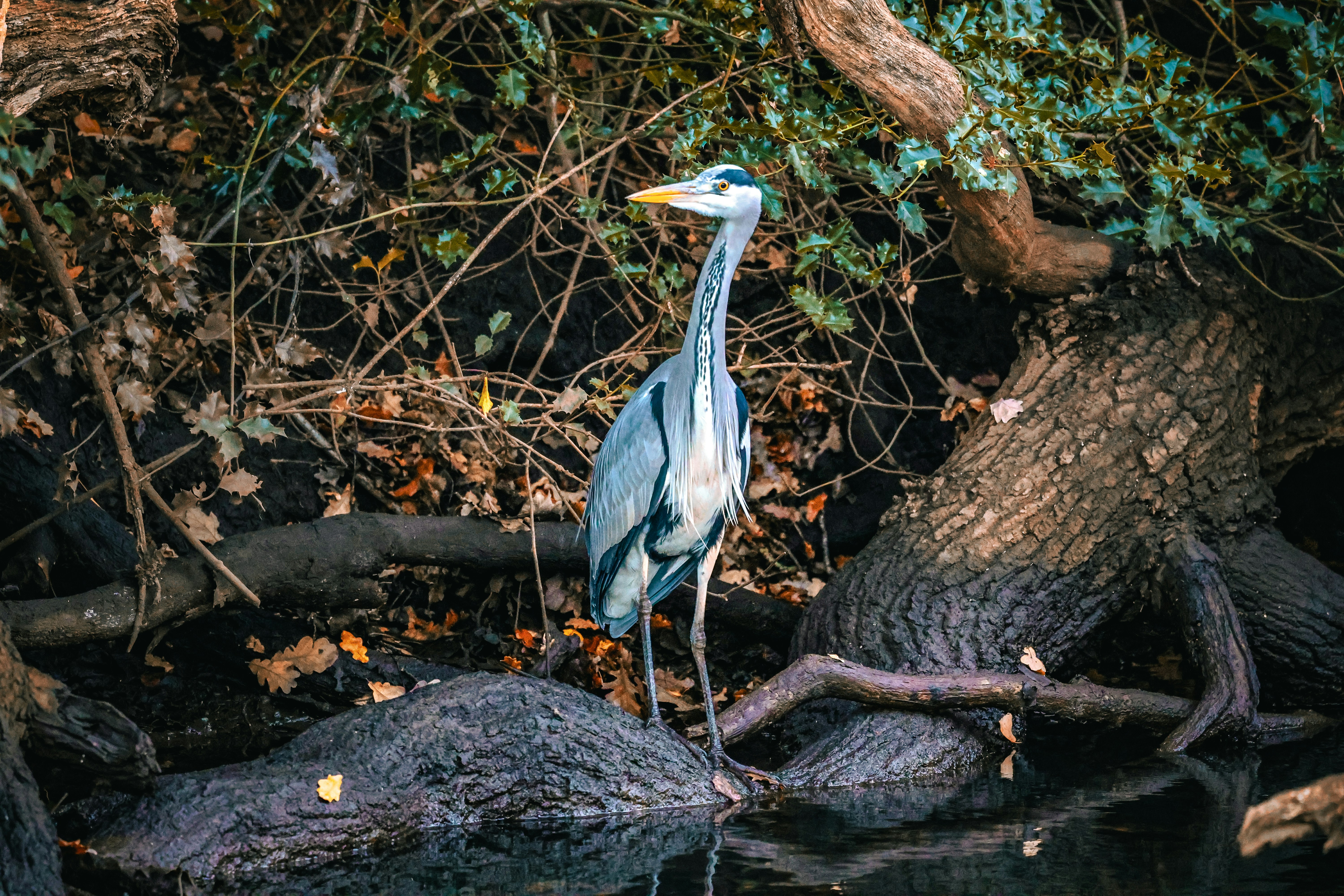 Heron poised on driftwood beneath a tangled canopy