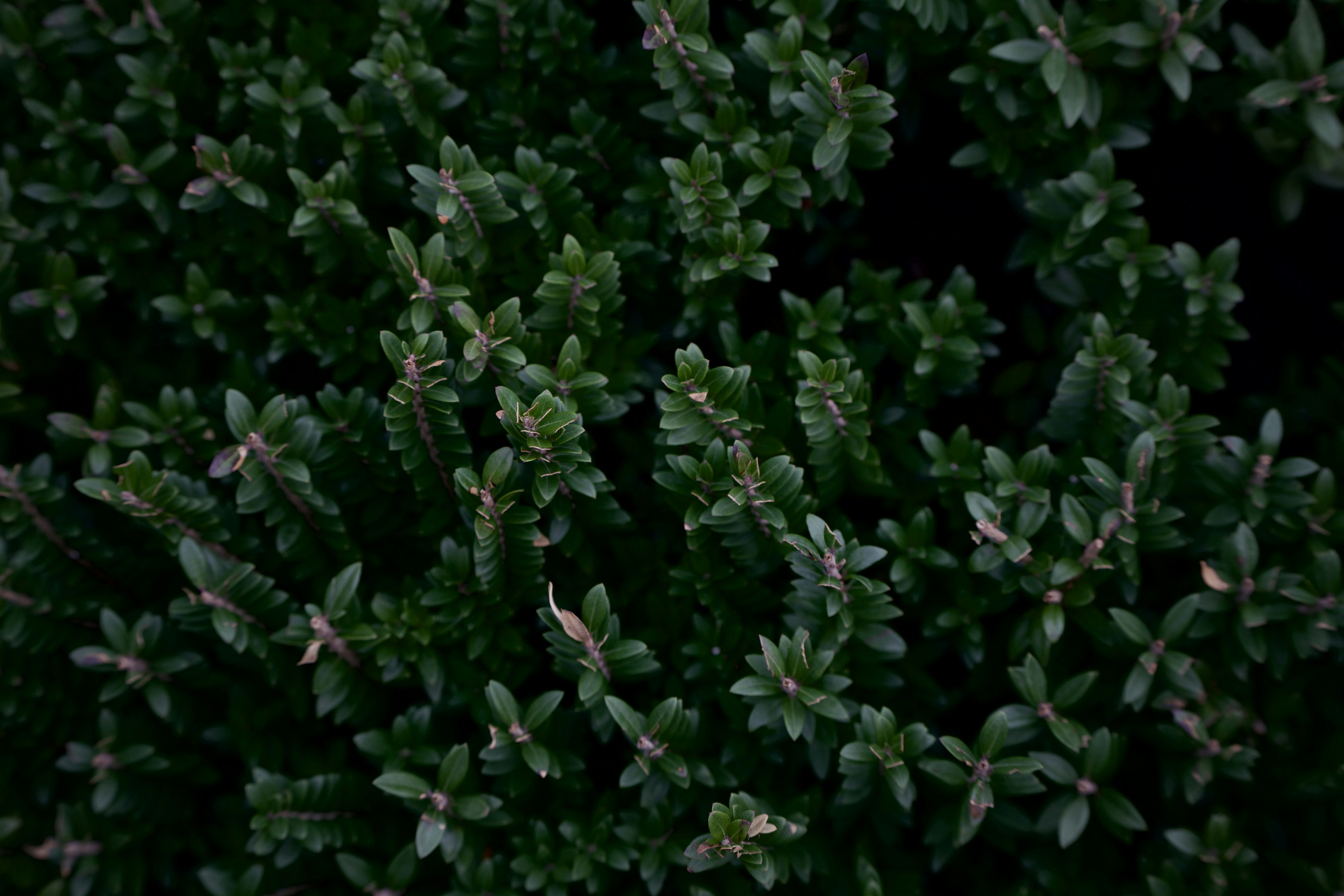 Photo by Garvit Nama with Sony Alpha 7R II